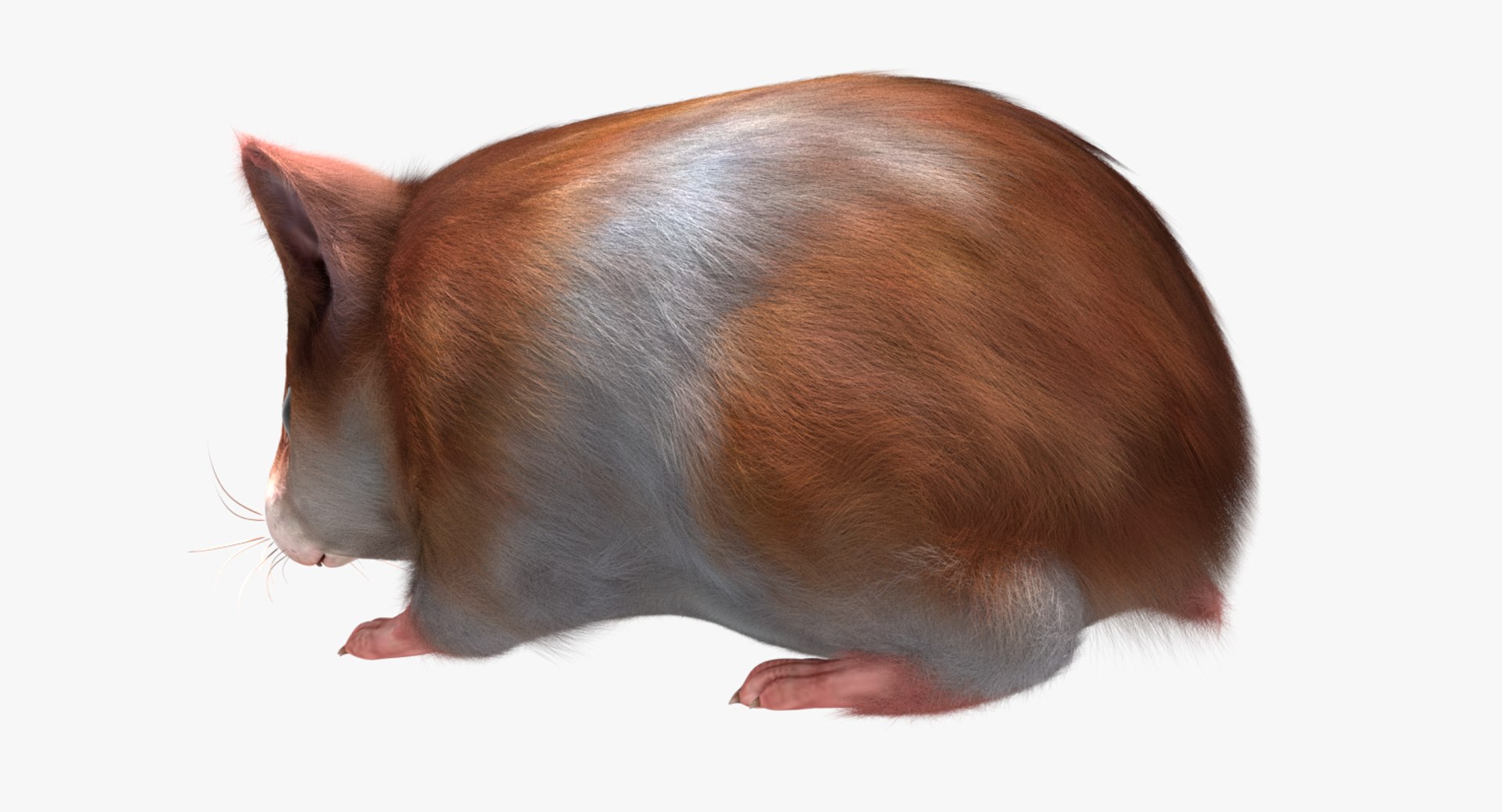 3D hamster rigging animation fur - TurboSquid 1389397