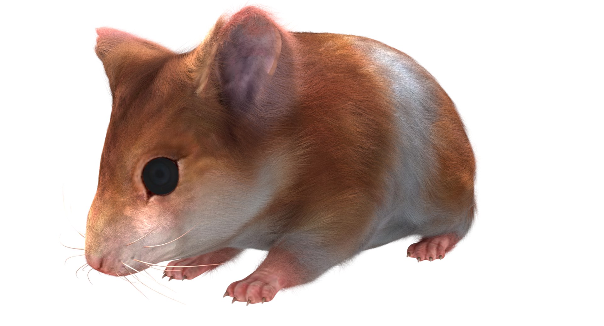 3D hamster rigging animation fur - TurboSquid 1389397