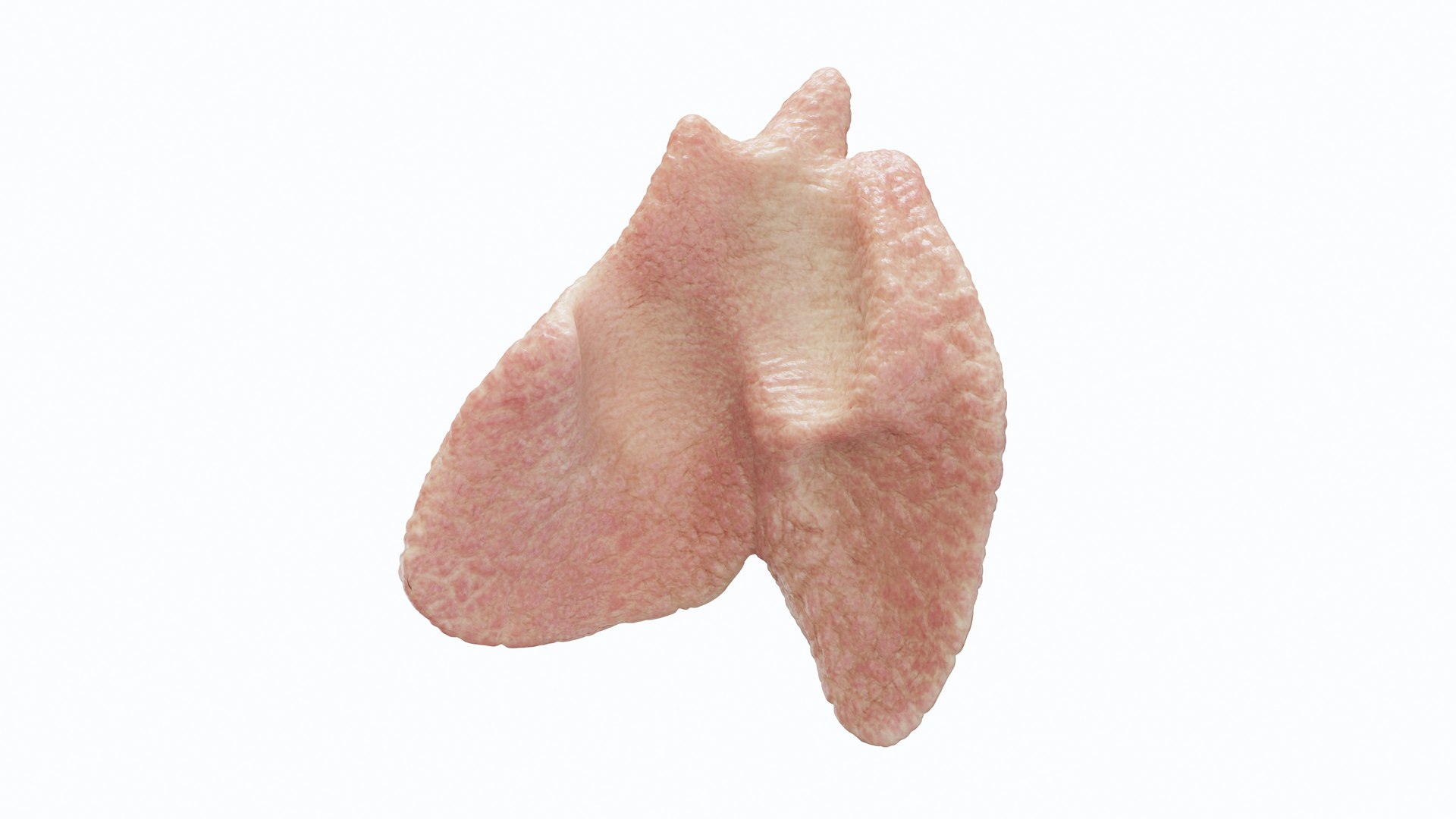 Human Thymus 3D Model - TurboSquid 2188588