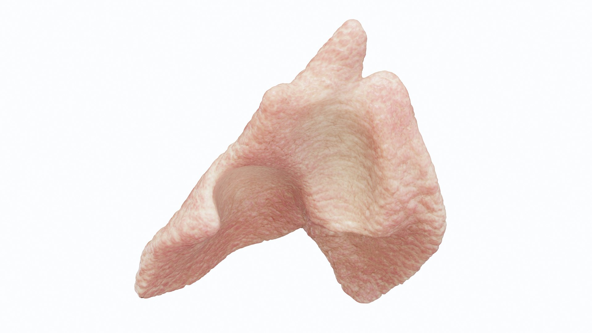 Human Thymus 3D Model - TurboSquid 2188588