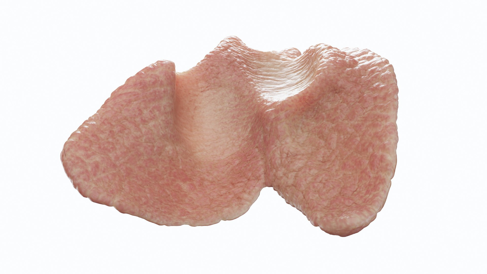 Human Thymus 3D Model - TurboSquid 2188588