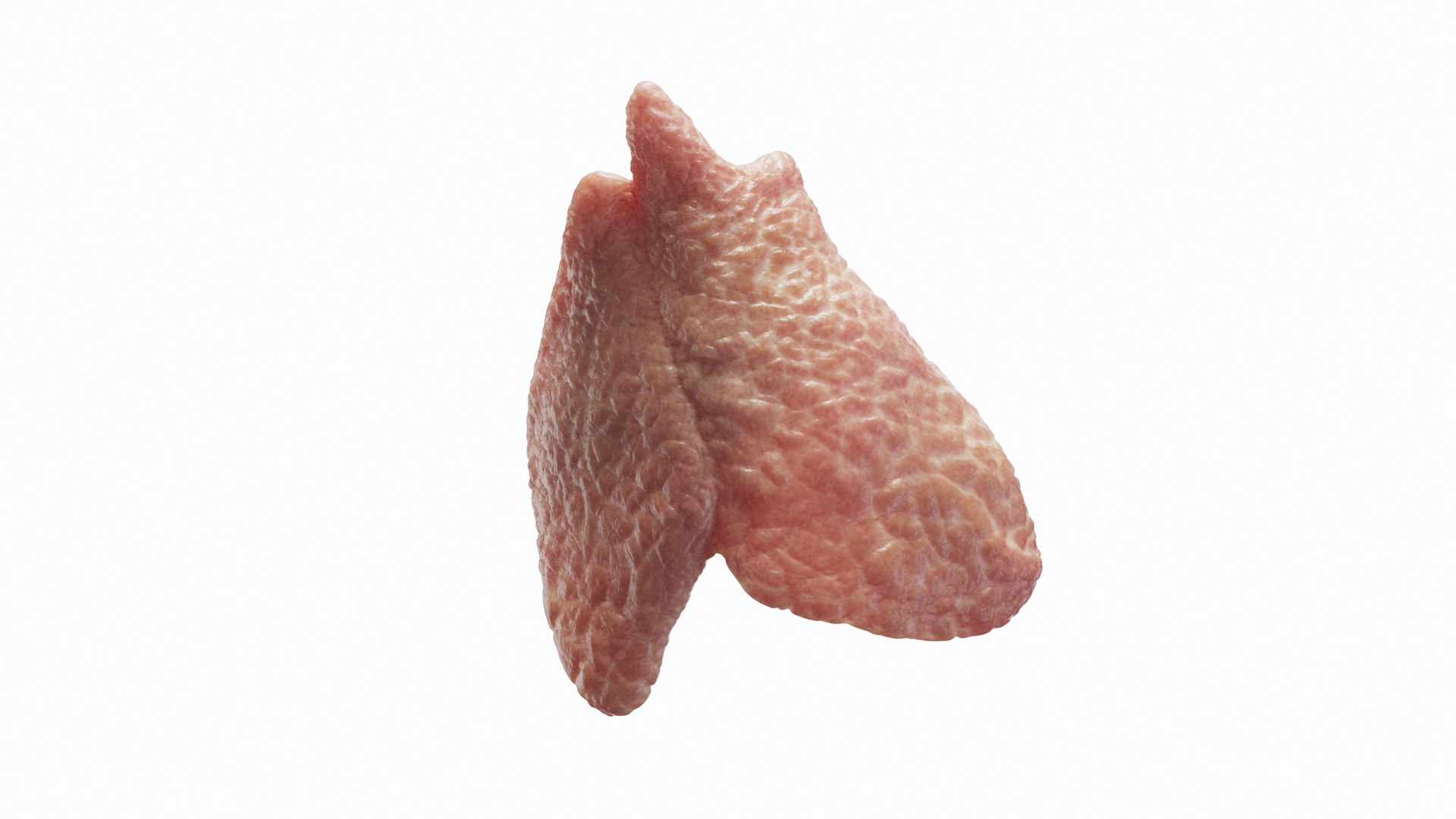 Human Thymus 3D Model - TurboSquid 2188588