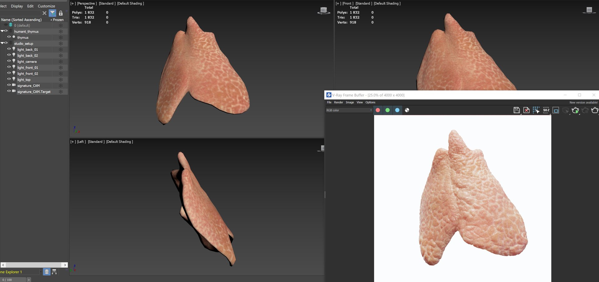 Human Thymus 3D Model - TurboSquid 2188588