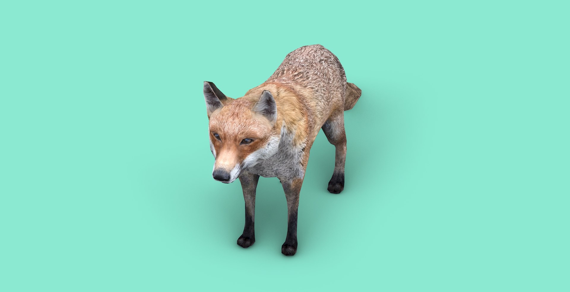 3D fox model - TurboSquid 2080073