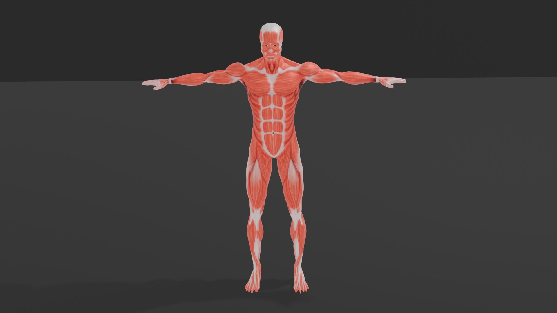 3D Human Muscular System 3D Model - TurboSquid 2408927