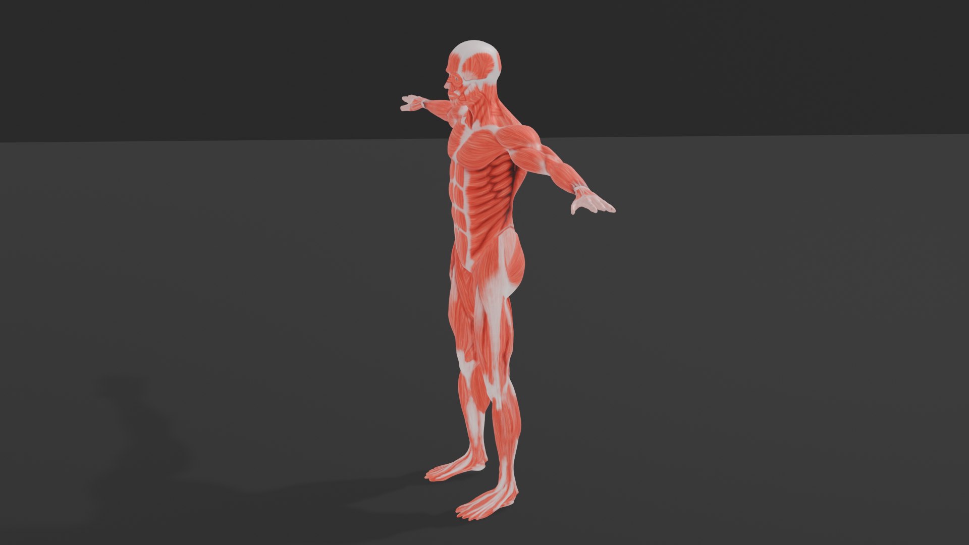 3D Human Muscular System 3D Model - TurboSquid 2408927