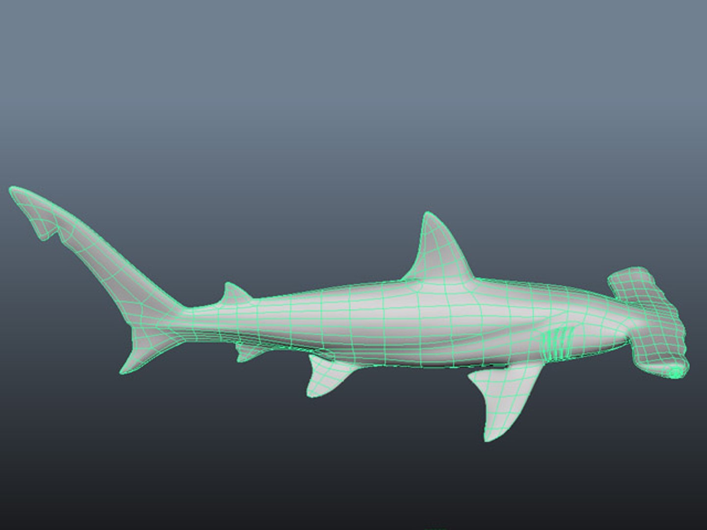 Hammerhead Modelling 3d Model