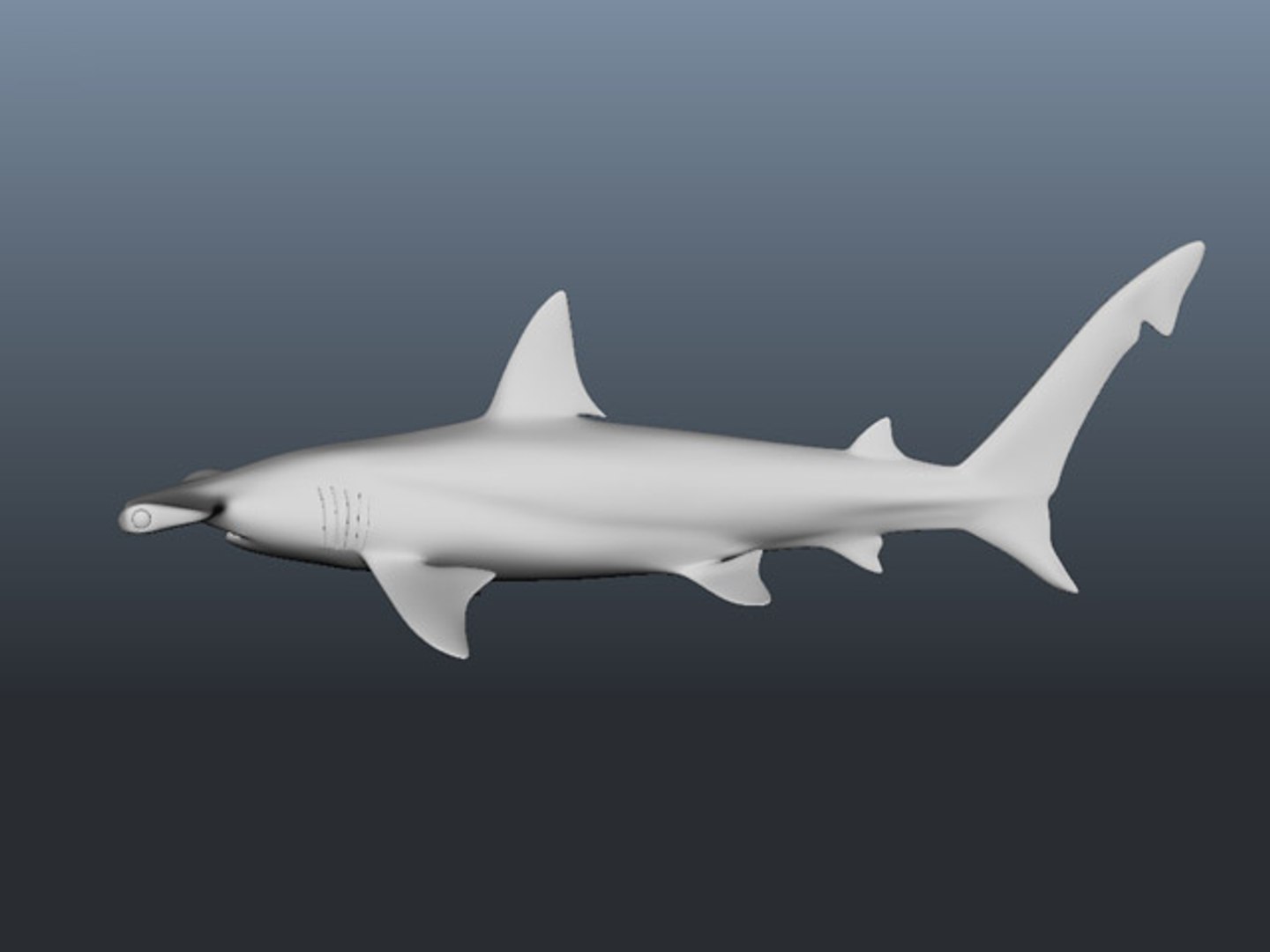 Hammerhead Modelling 3d Model