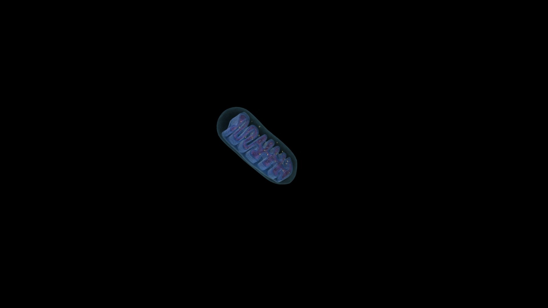 3d Model Mitochondria Energy Cell