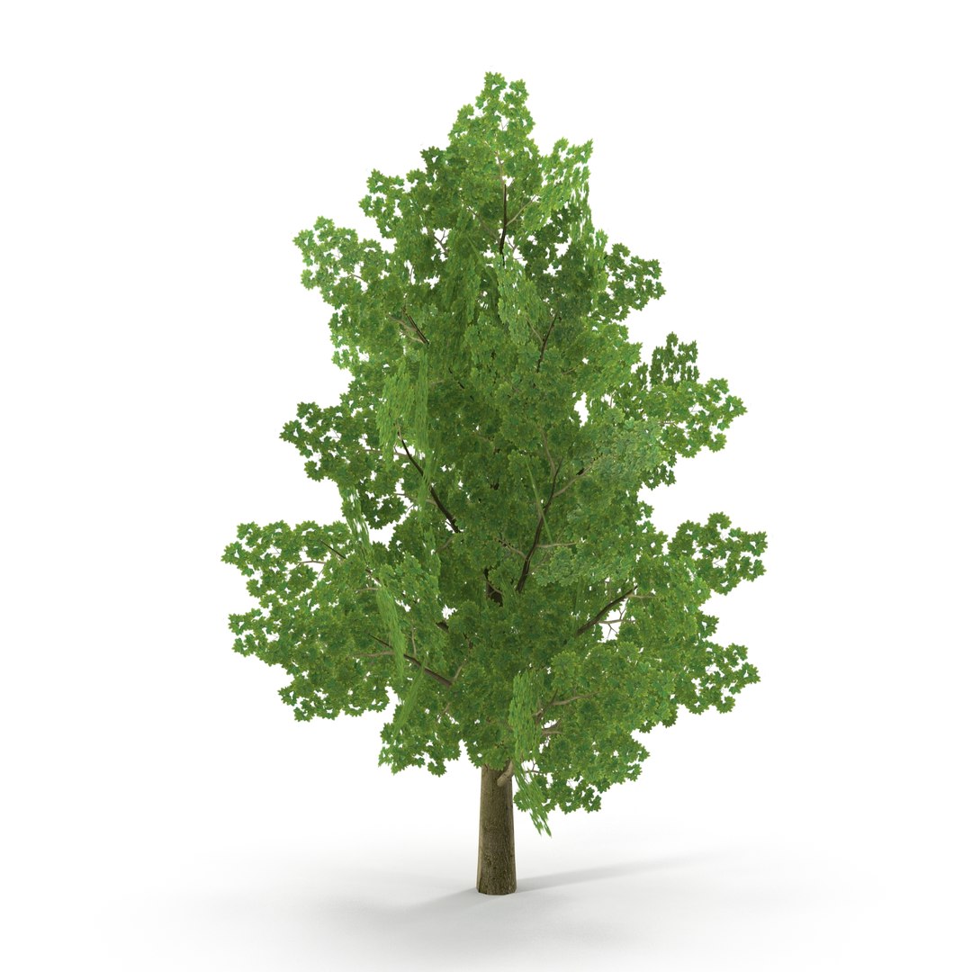 3D Model Maple Low Poly - TurboSquid 2295528