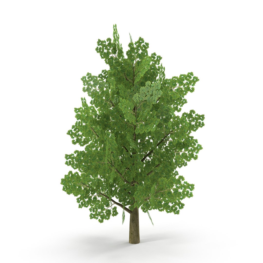 3D Model Maple Low Poly - TurboSquid 2295528