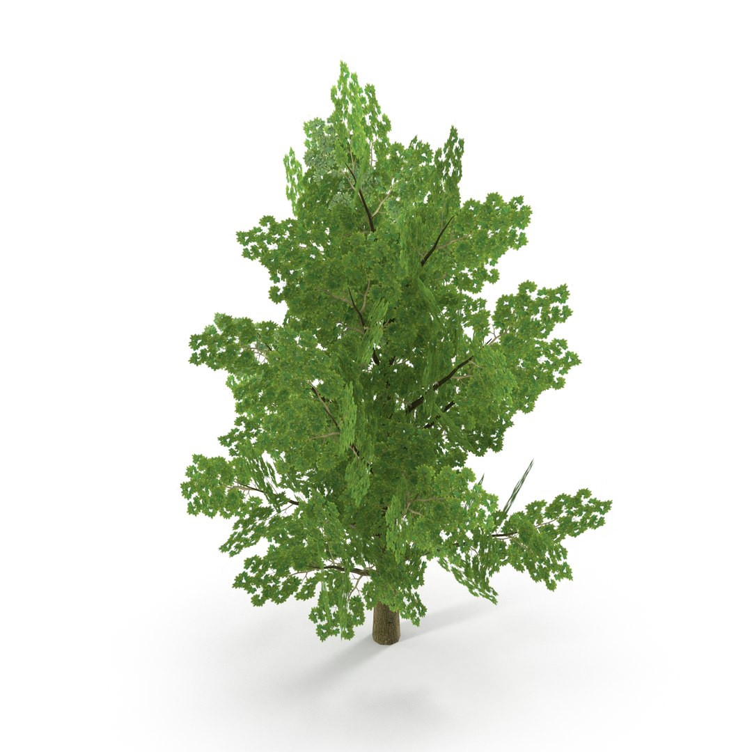 3D Model Maple Low Poly - TurboSquid 2295528
