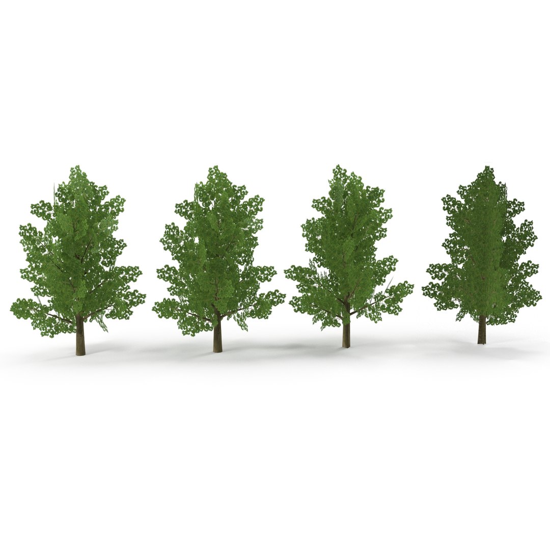 3D Model Maple Low Poly - TurboSquid 2295528