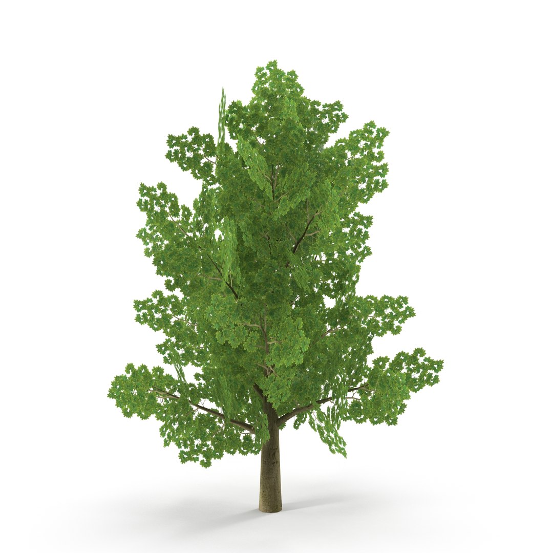 3D Model Maple Low Poly - TurboSquid 2295528
