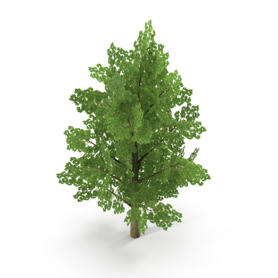 3D Model Maple Low Poly - TurboSquid 2295528
