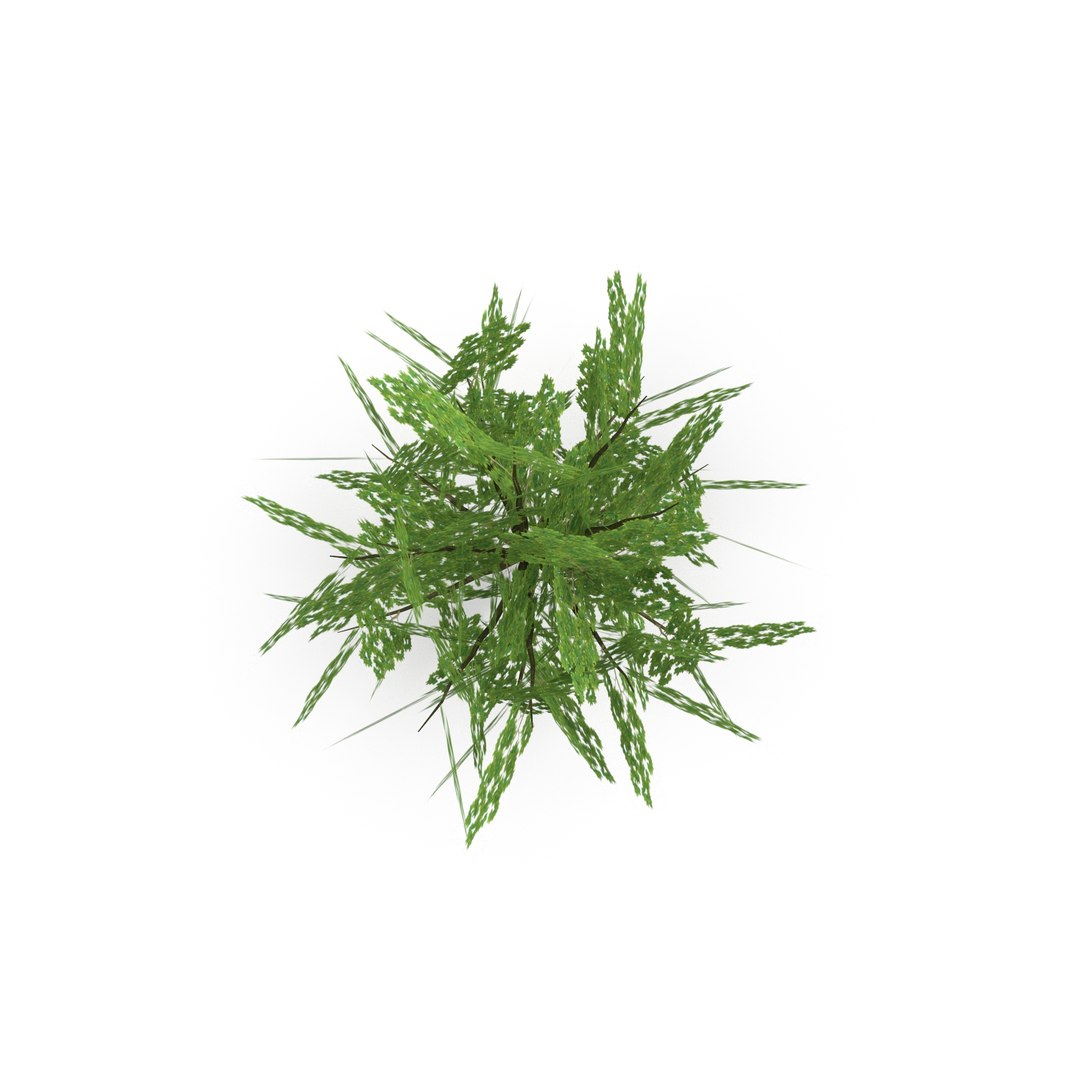 3D Model Maple Low Poly - TurboSquid 2295528