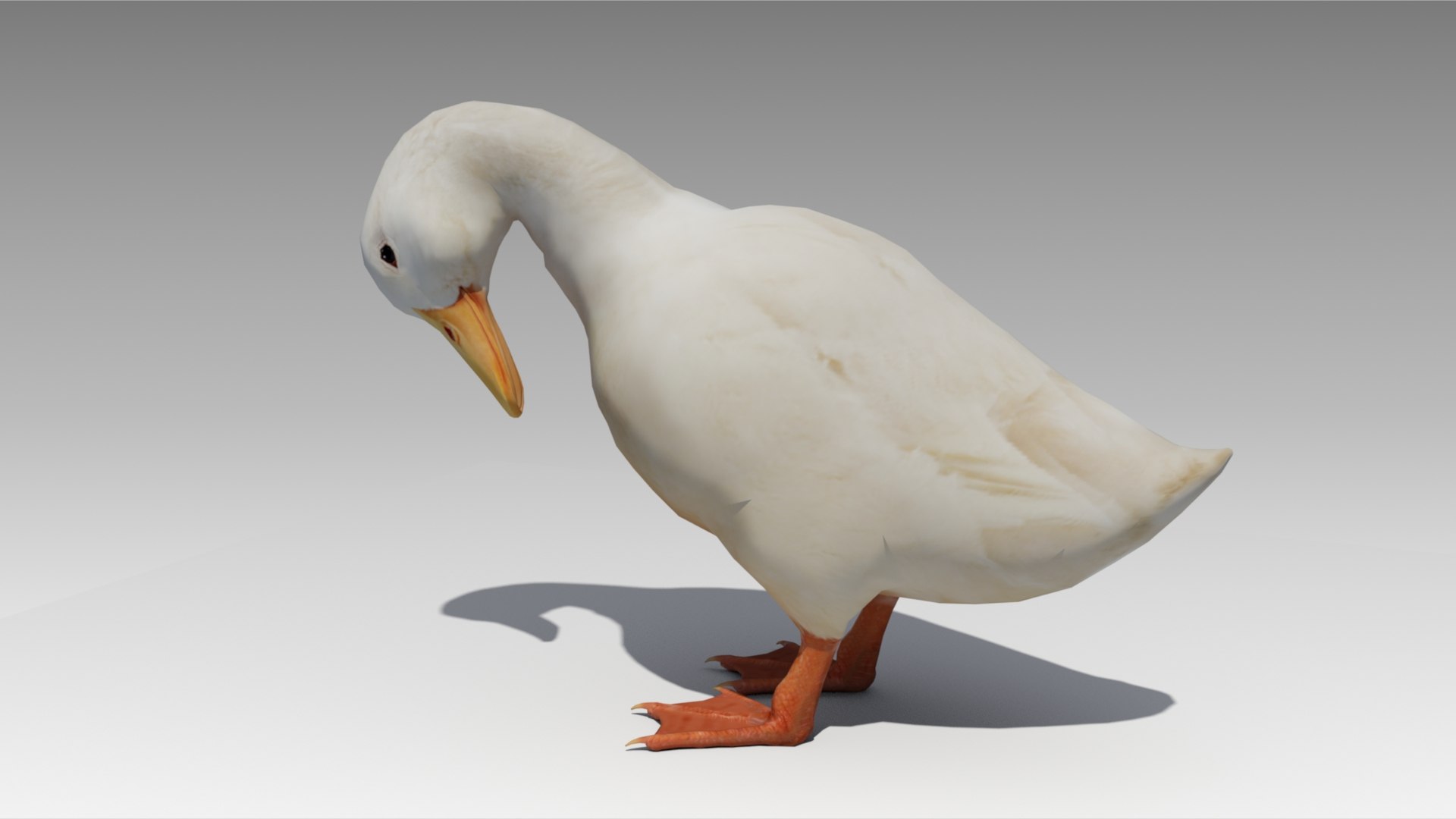Animations Duck Max