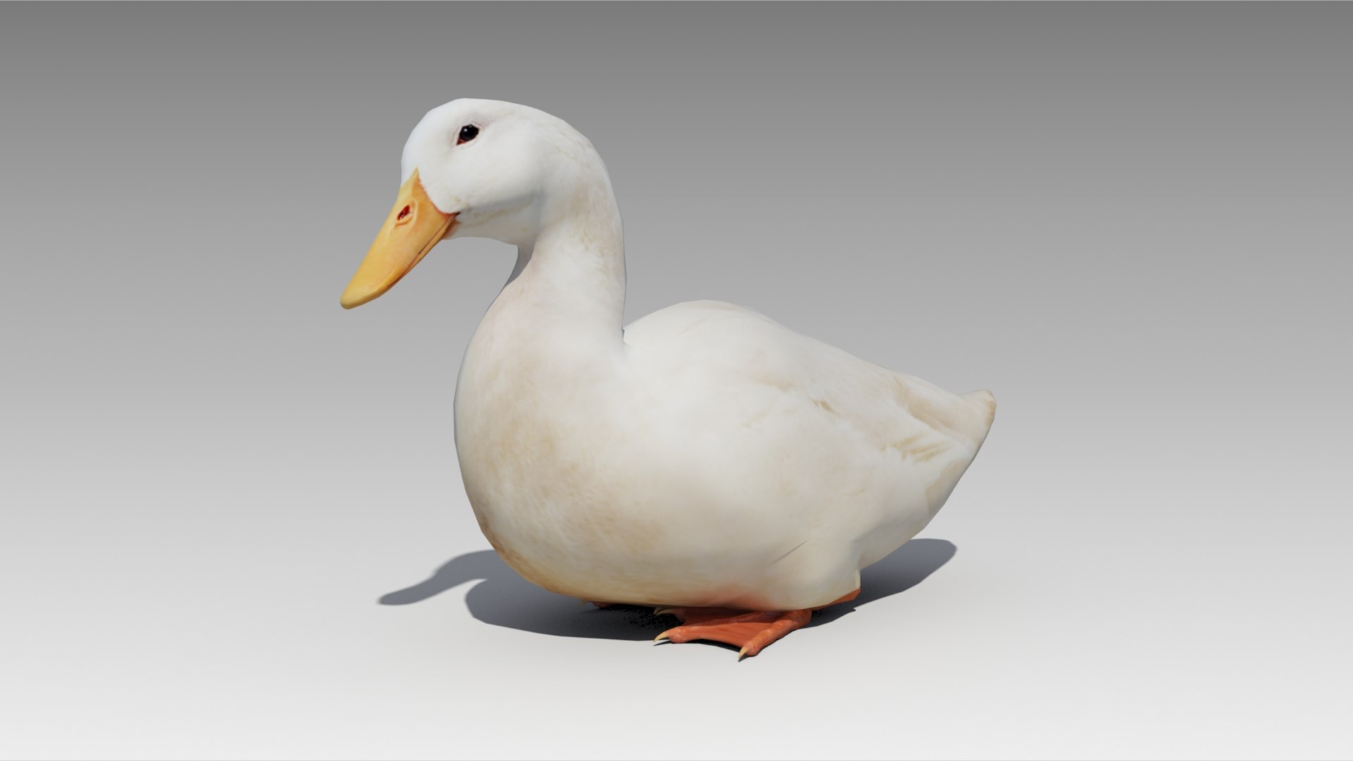 Animations Duck Max