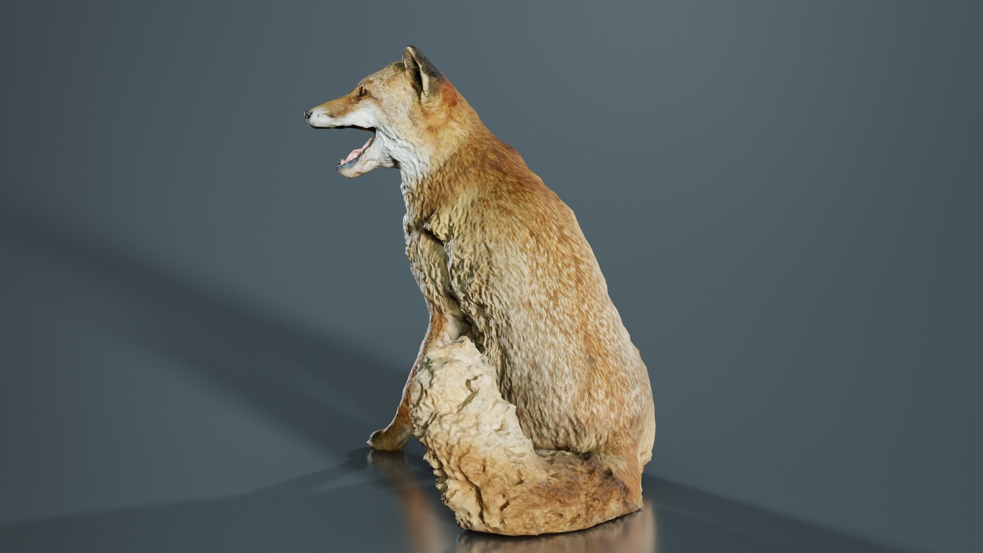 3D Fox Vulpes Vulpes Remastered Model - TurboSquid 2359804