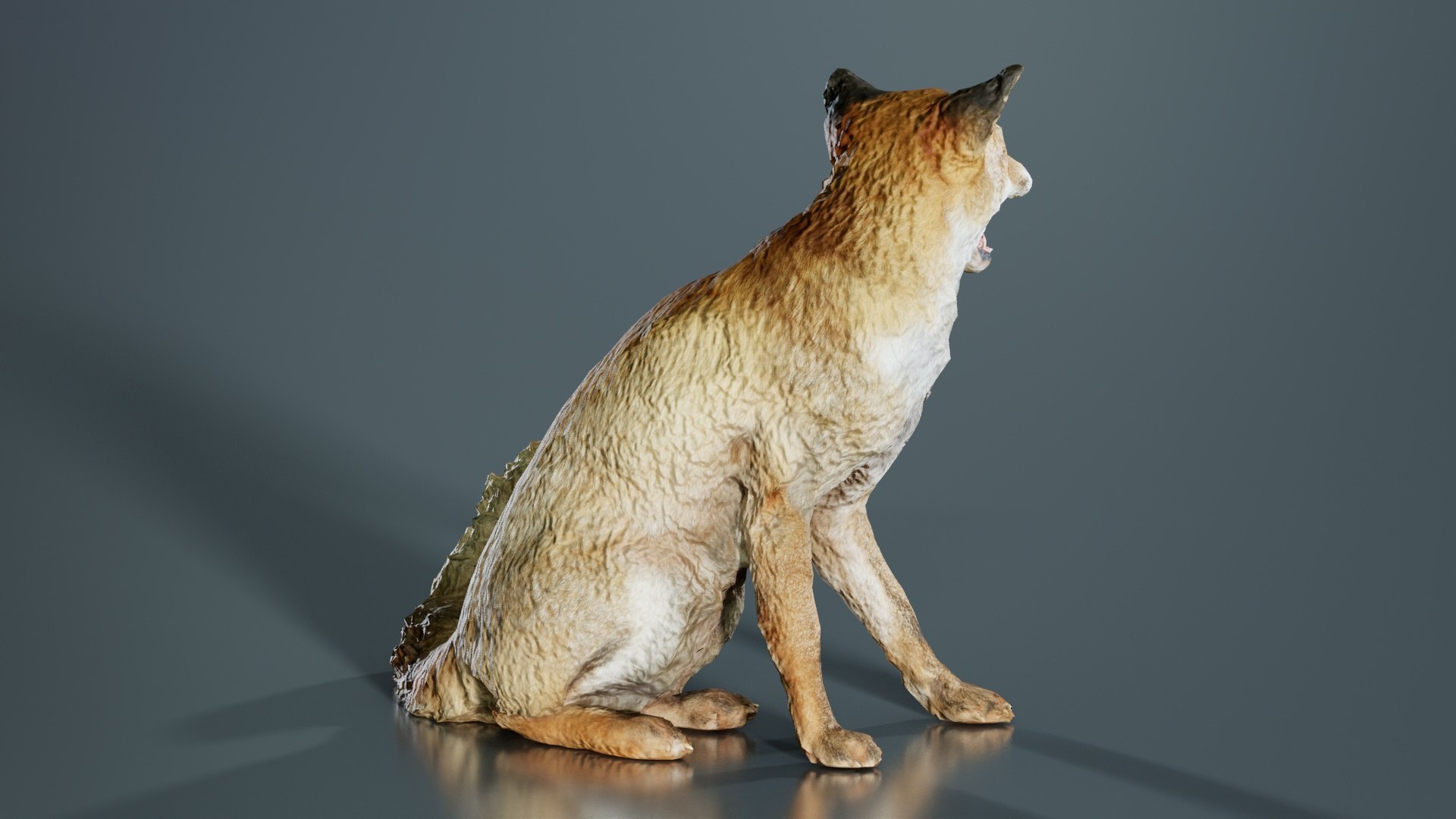 3D Fox Vulpes Vulpes Remastered Model - TurboSquid 2359804