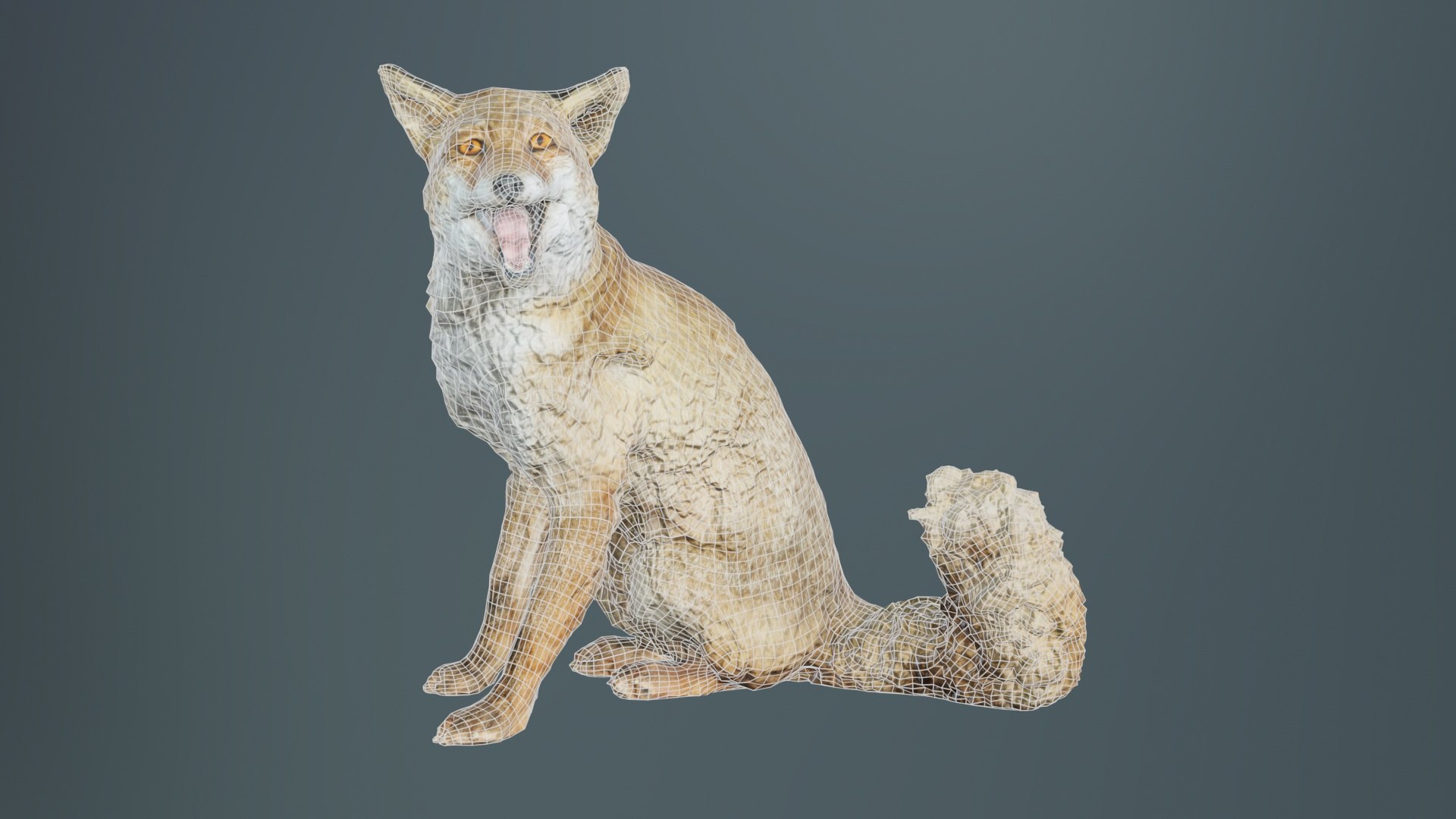 3D Fox Vulpes Vulpes Remastered Model - TurboSquid 2359804