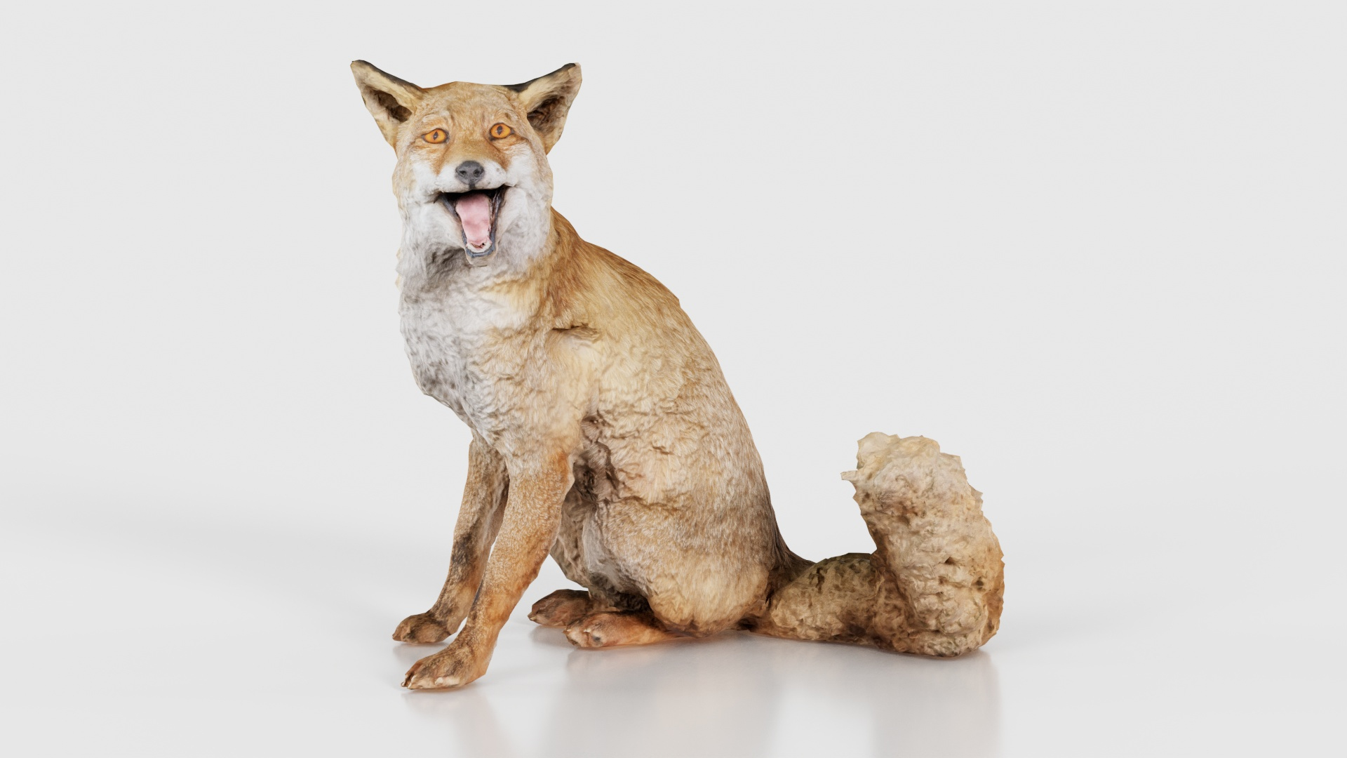 3D Fox Vulpes Vulpes Remastered Model - TurboSquid 2359804
