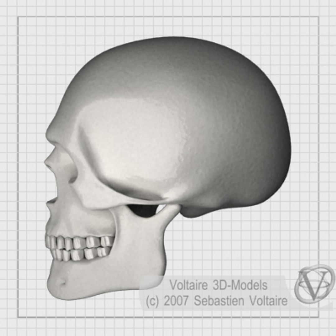 Human Skeleton Anatomy Skull Max