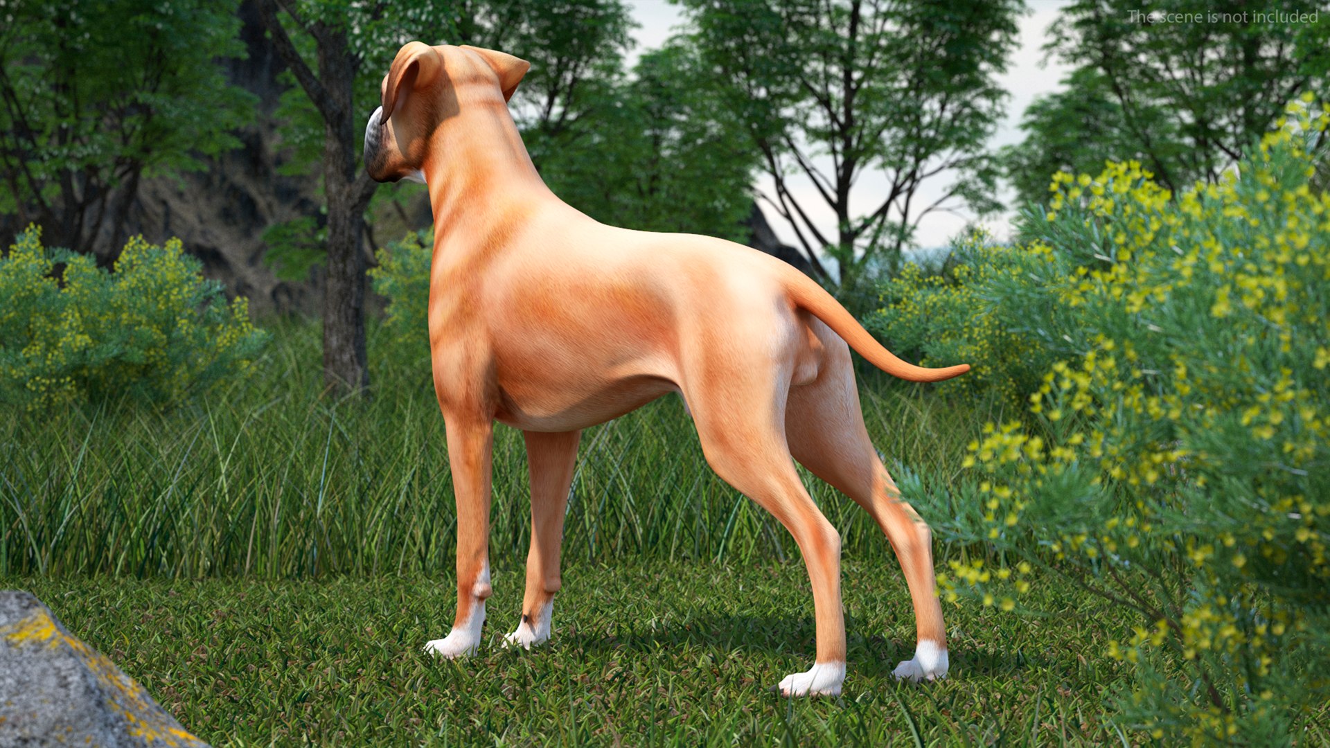 3D Model Boxer Dog Rigged For Cinema 4D - TurboSquid 2260945