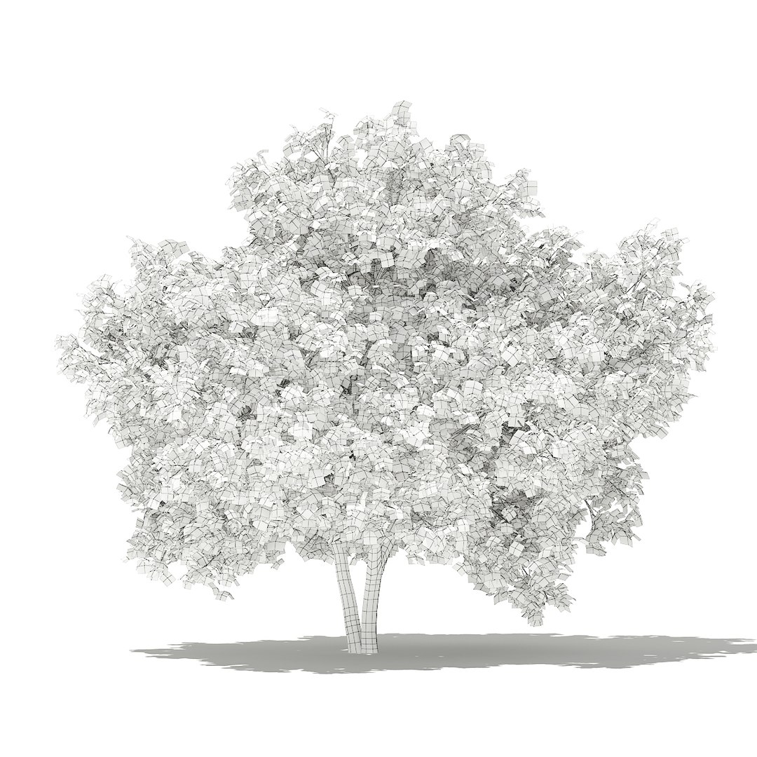 3D Common Fig Tree 3 - TurboSquid 1305726