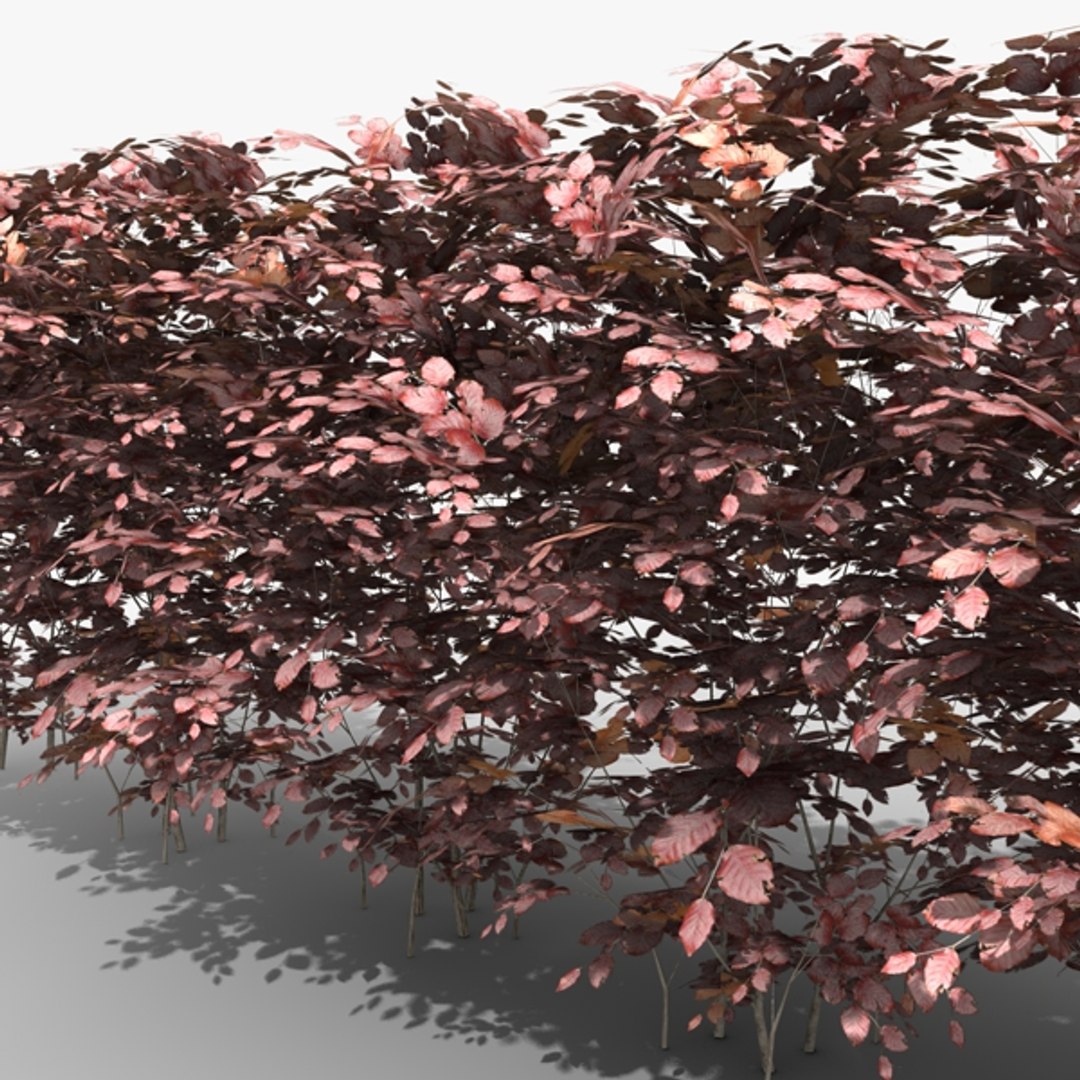 3d crowded copper beech hedge