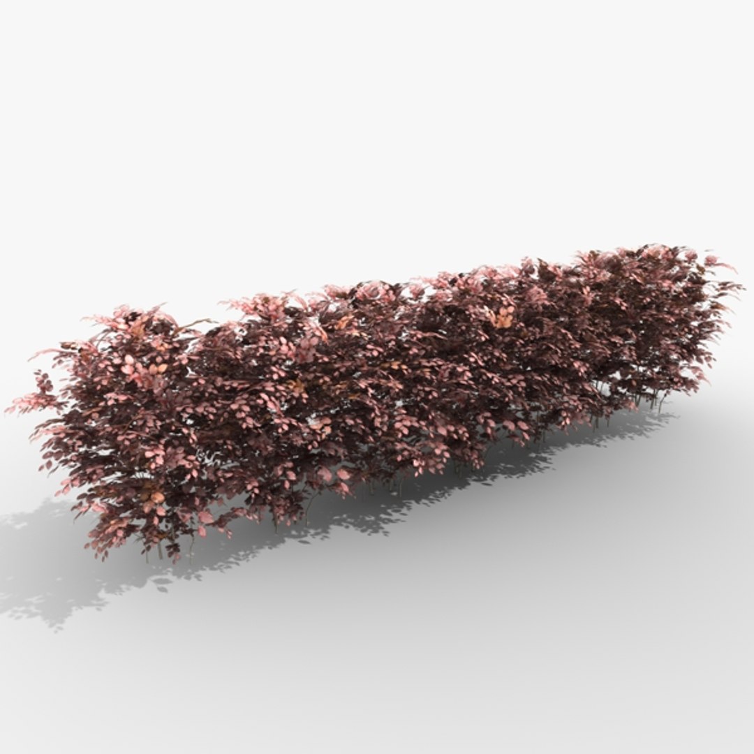 3d crowded copper beech hedge
