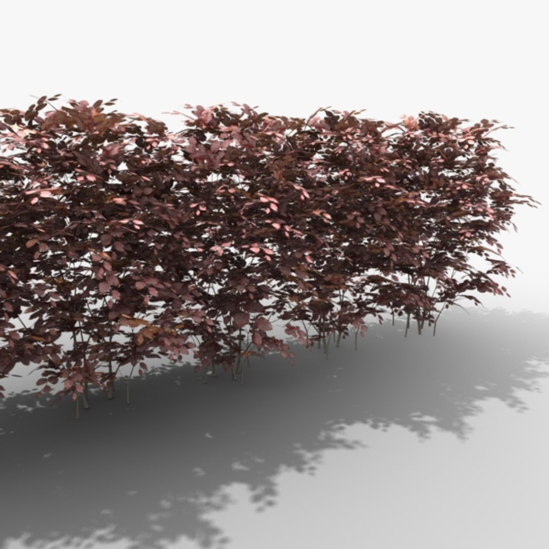 3d crowded copper beech hedge