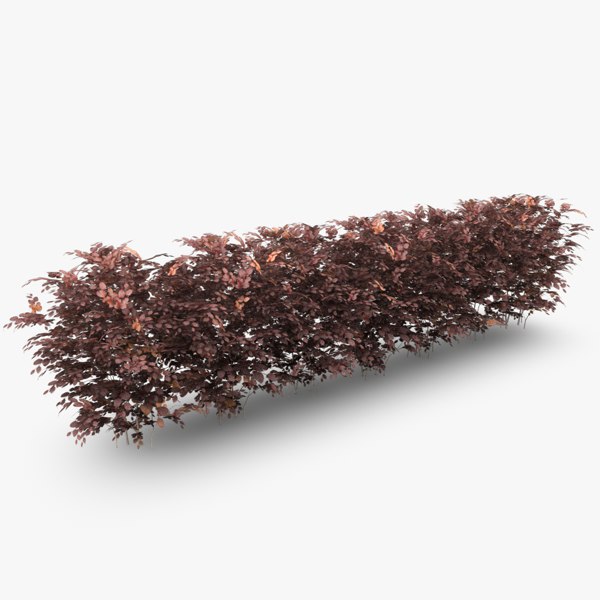 Beech 3D Models for Download | TurboSquid