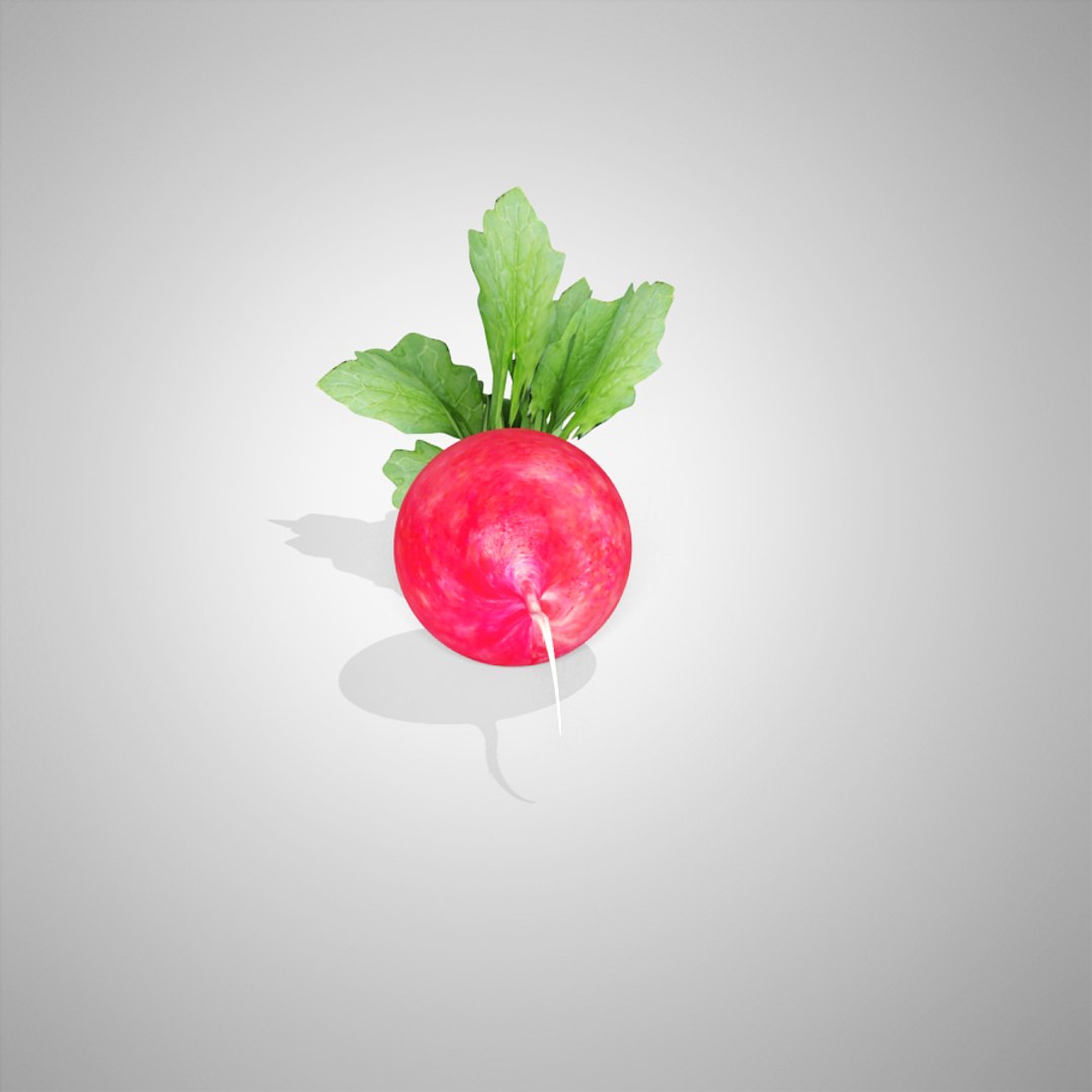 3d Model Radish