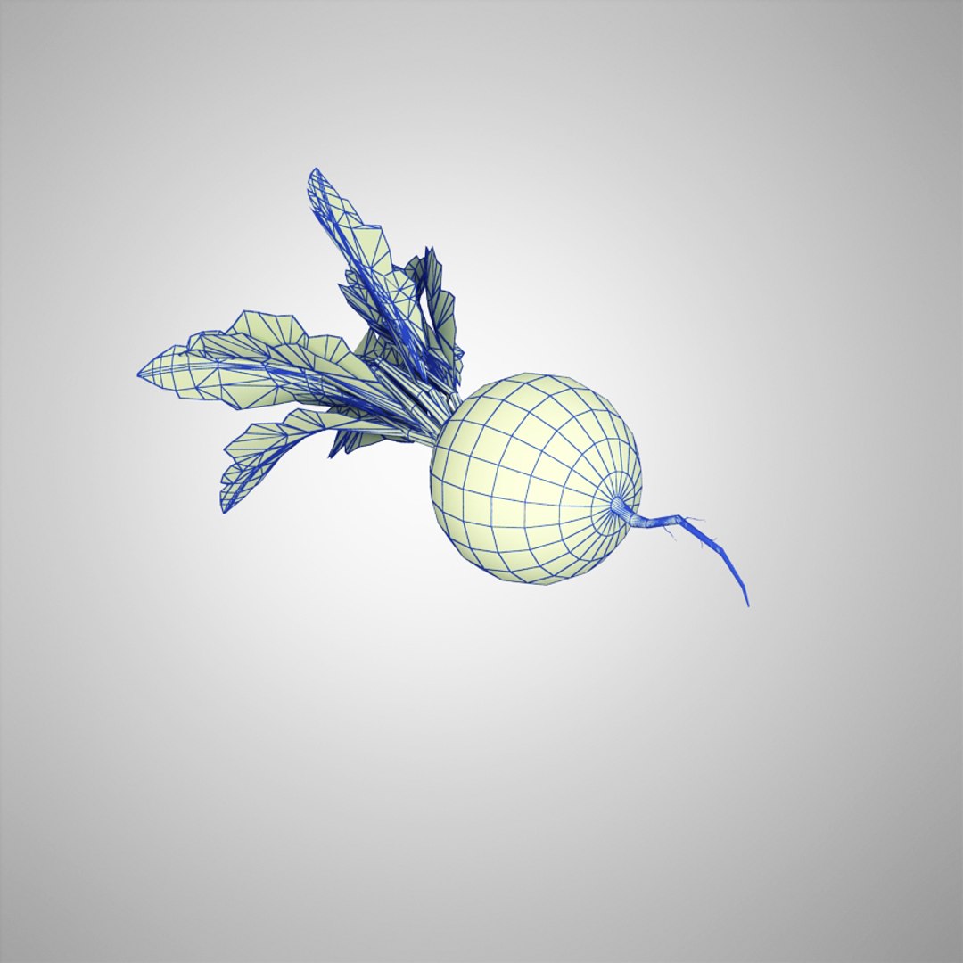 3d Model Radish
