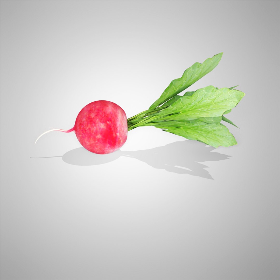 3d Model Radish