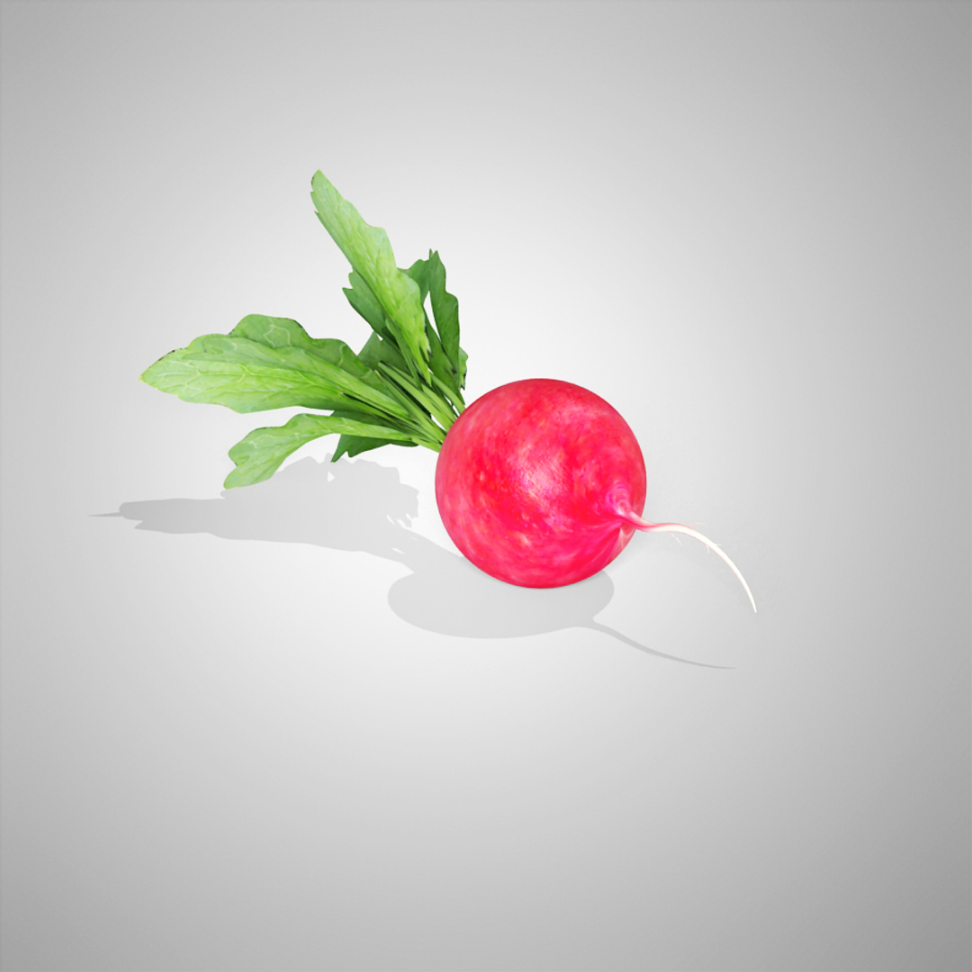 3d Model Radish