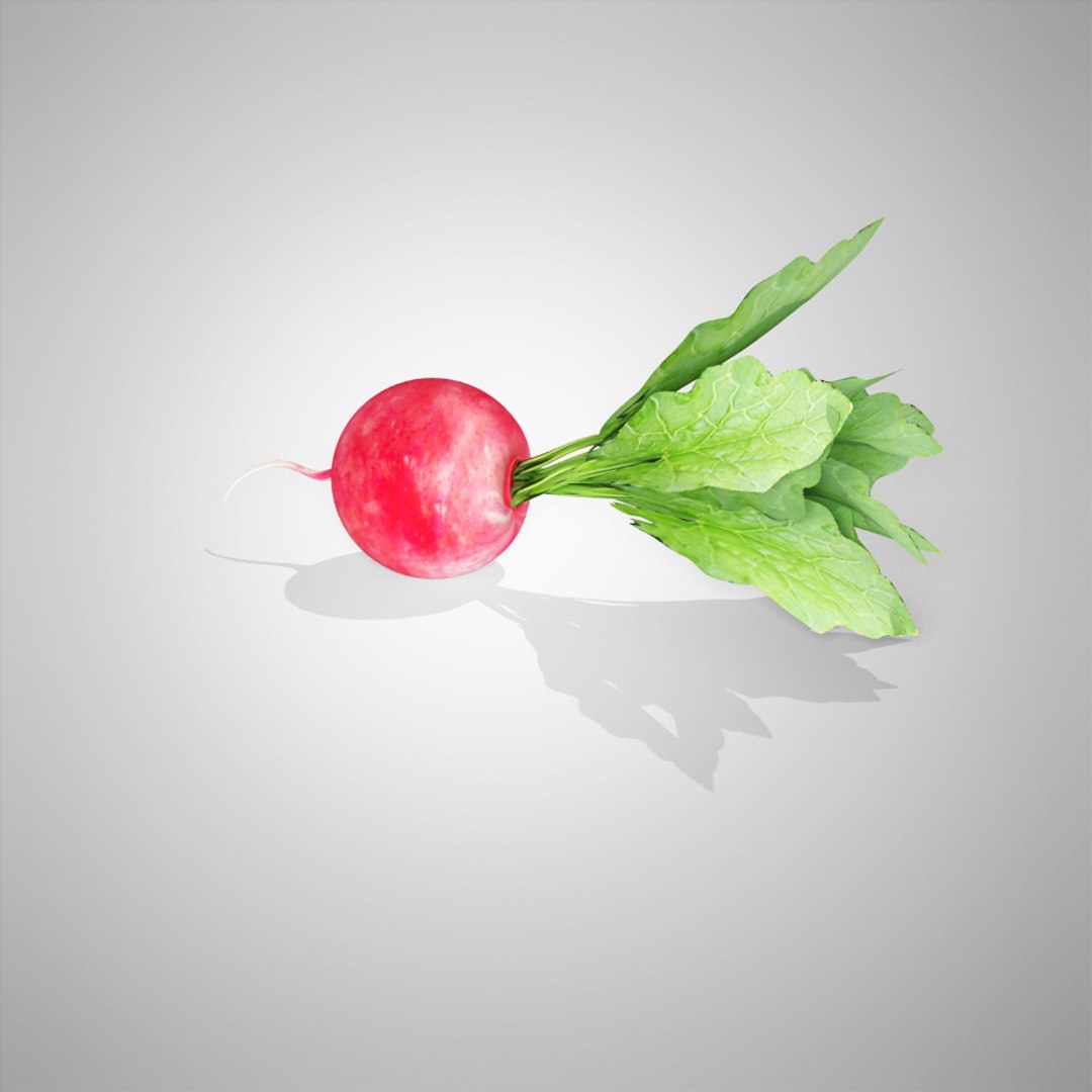 3d Model Radish