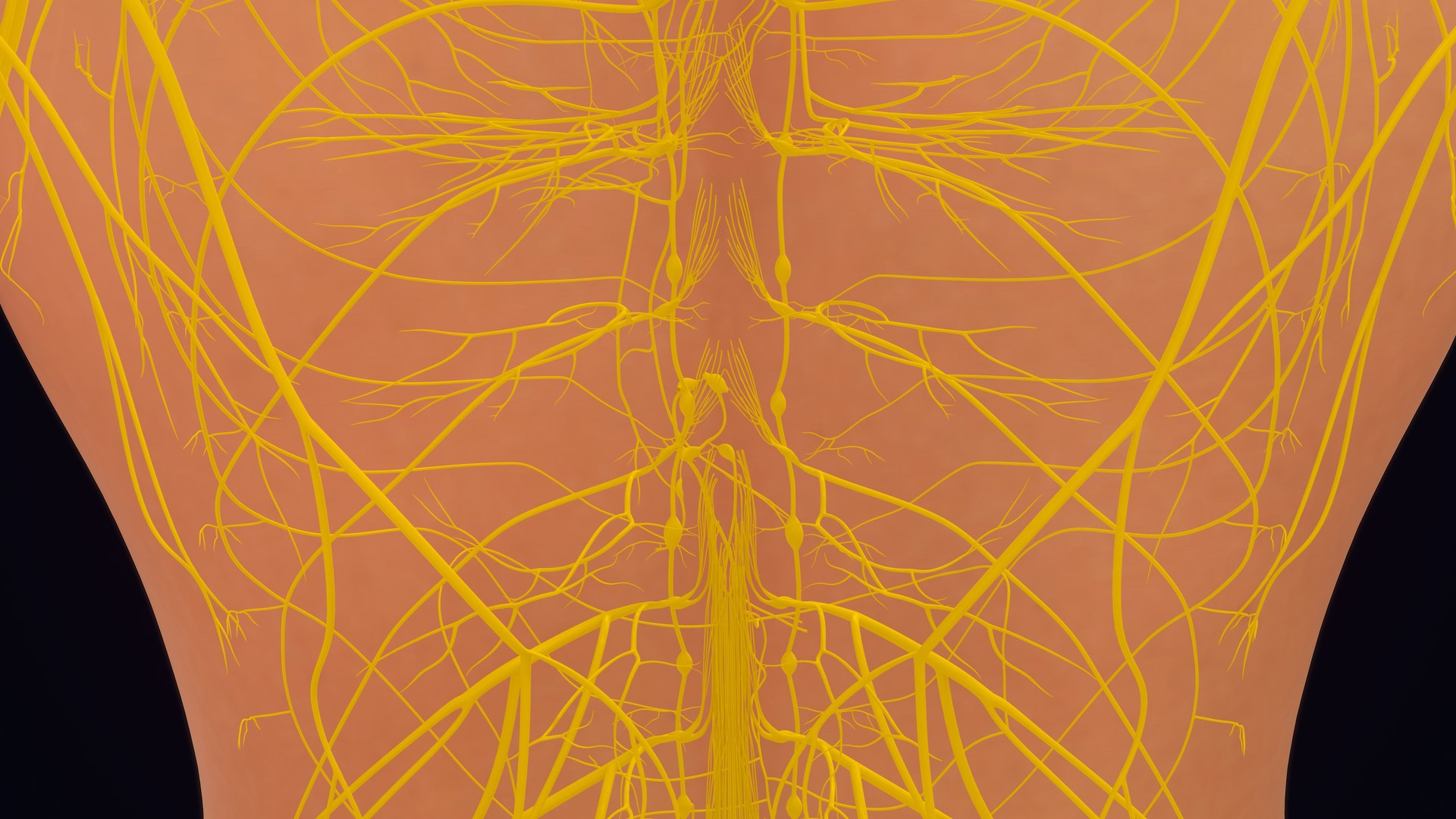 3D Human Natural Body With Nervous System - TurboSquid 1944632