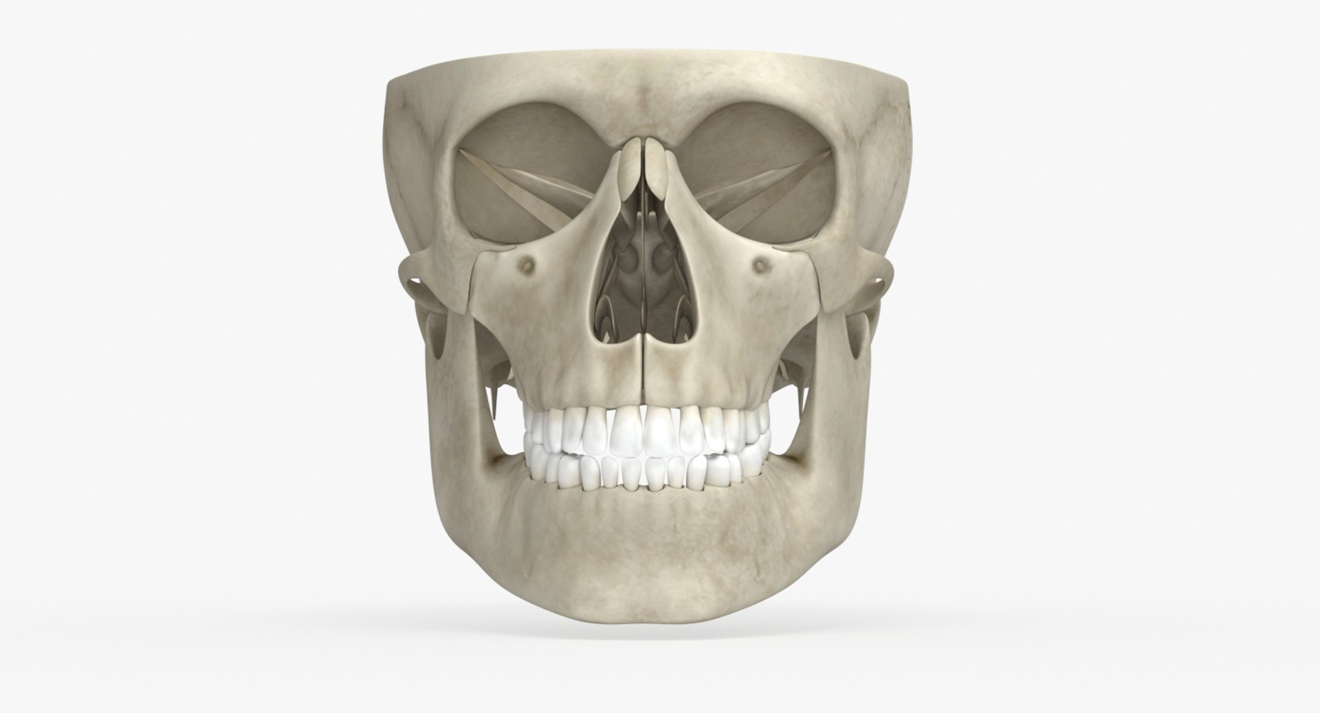 Skull Anatomy 3D Model - TurboSquid 1381796
