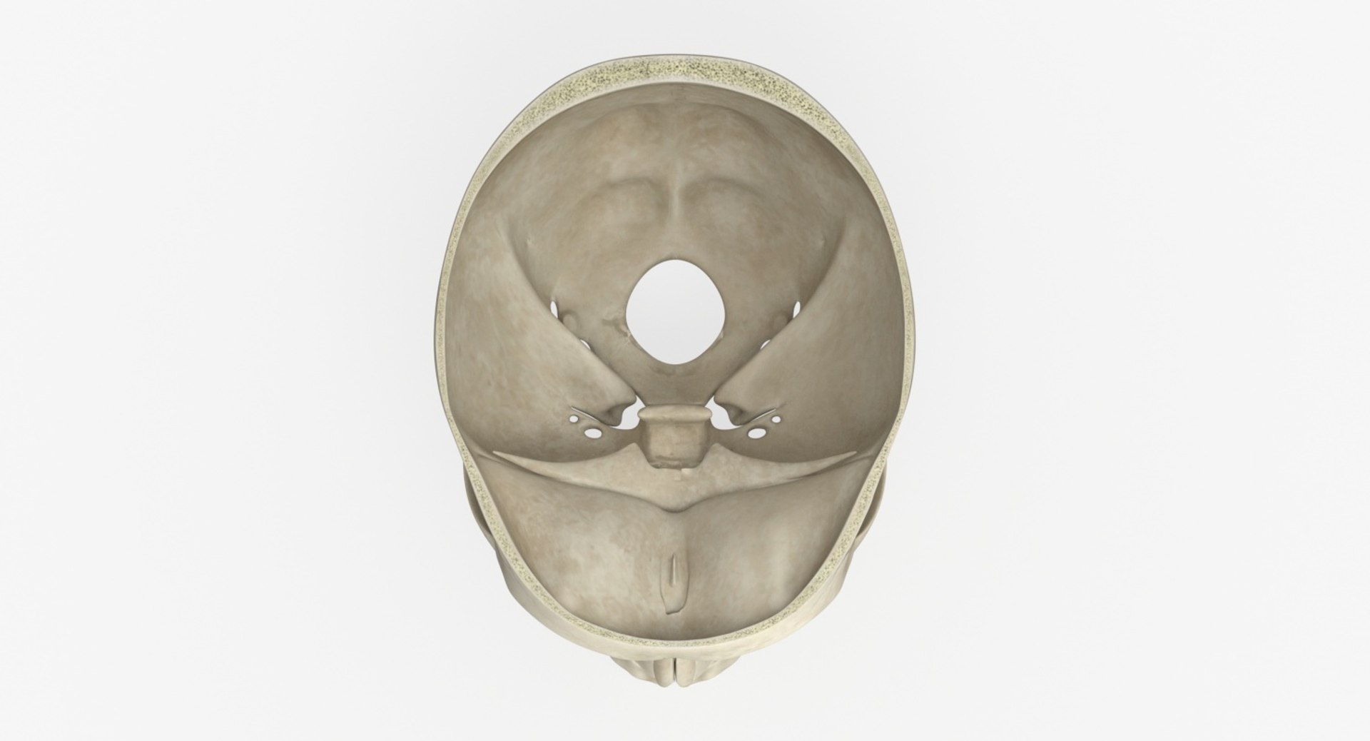 Skull Anatomy 3D Model - TurboSquid 1381796