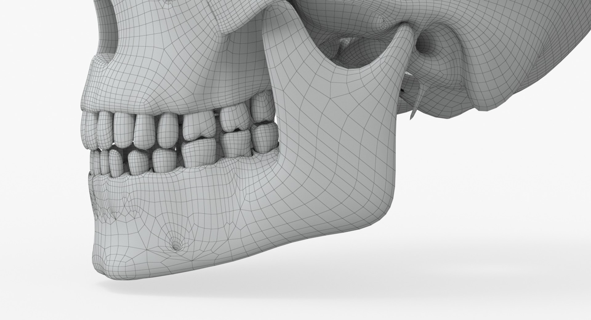 Skull Anatomy 3D Model - TurboSquid 1381796