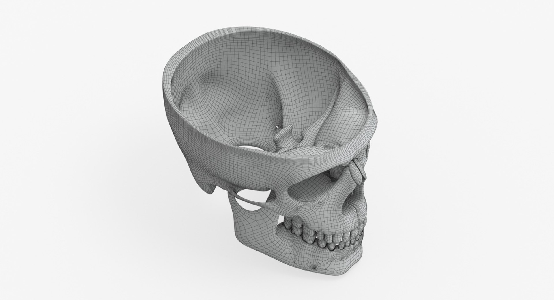 Skull Anatomy 3D Model - TurboSquid 1381796