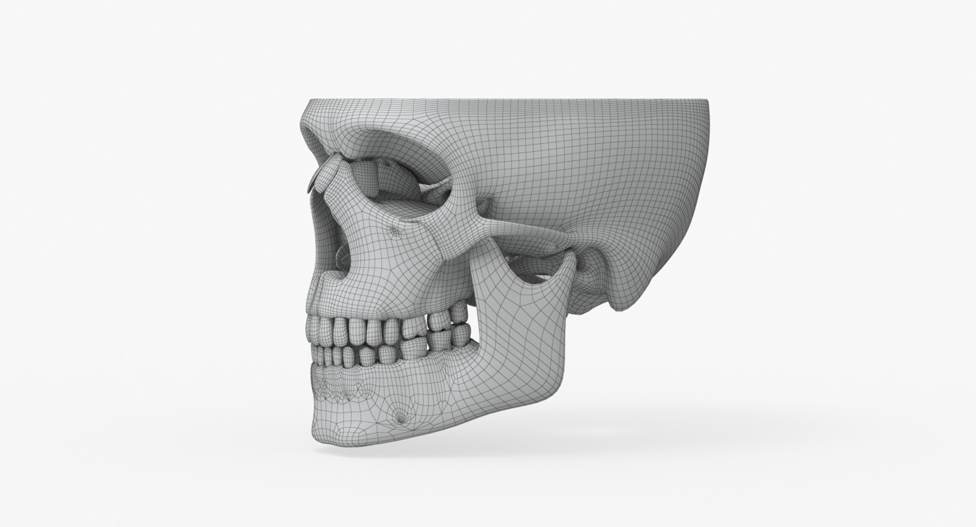 Skull Anatomy 3D Model - TurboSquid 1381796