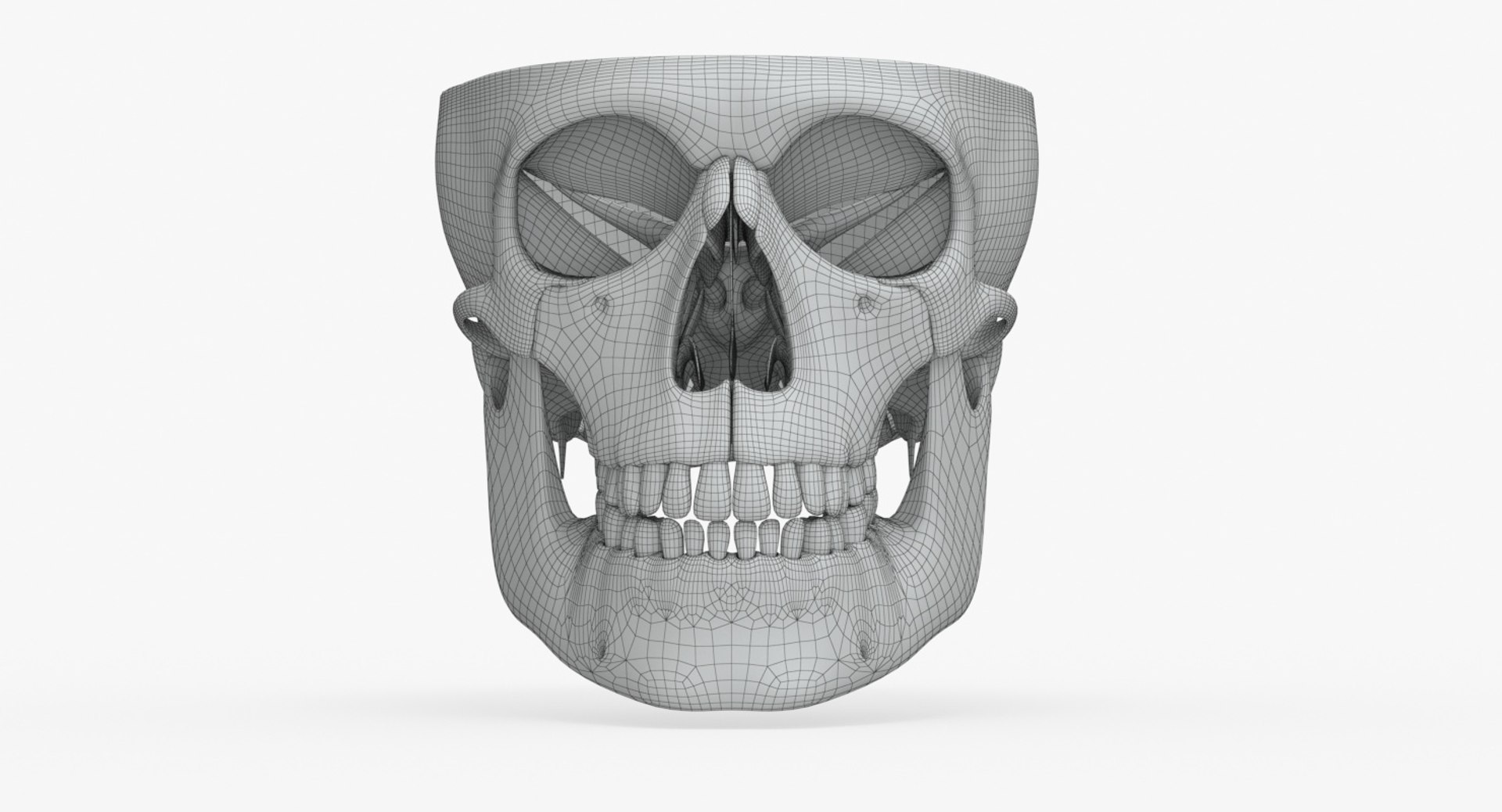 Skull Anatomy 3D Model - TurboSquid 1381796