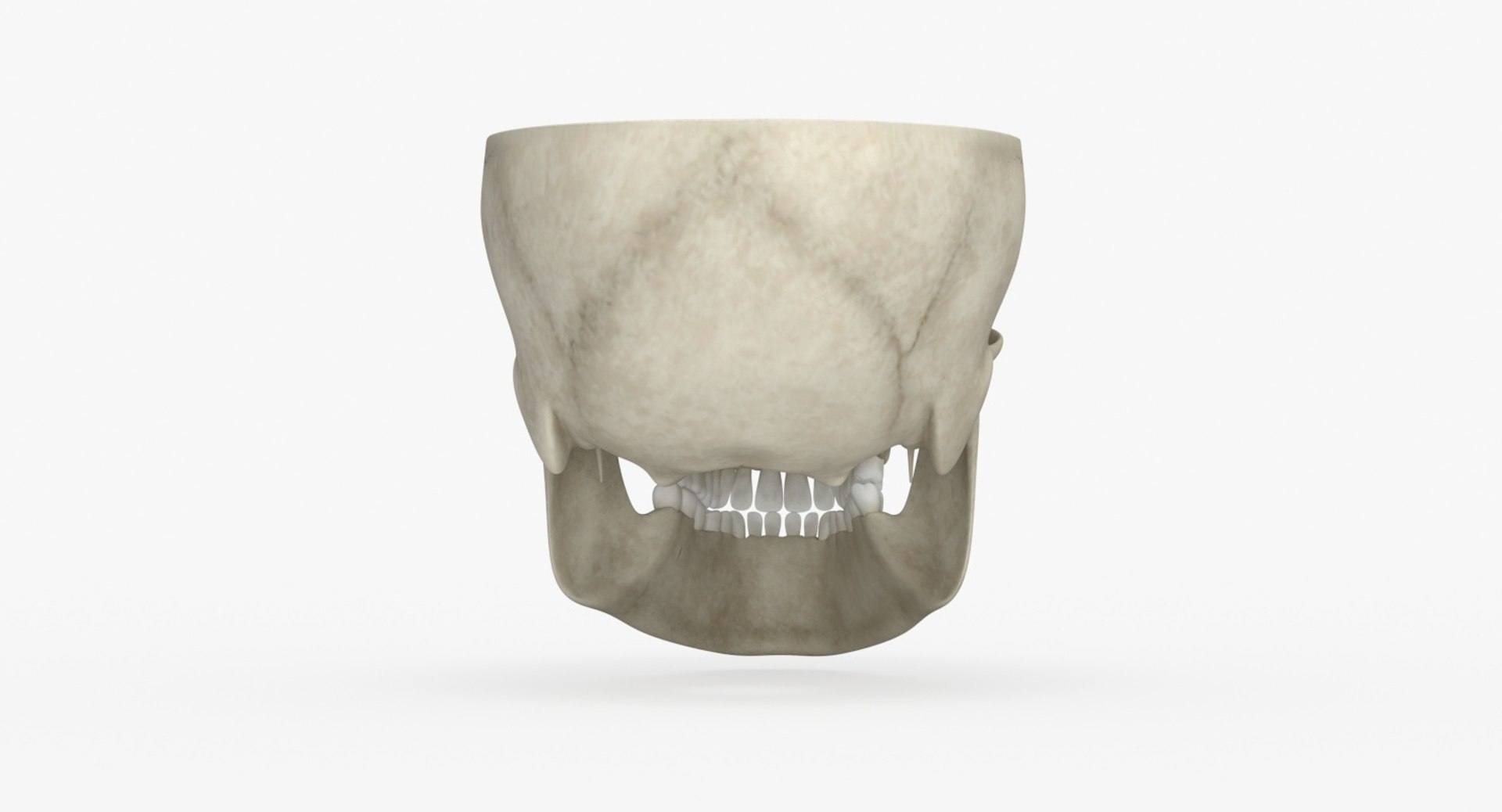 Skull Anatomy 3D Model - TurboSquid 1381796