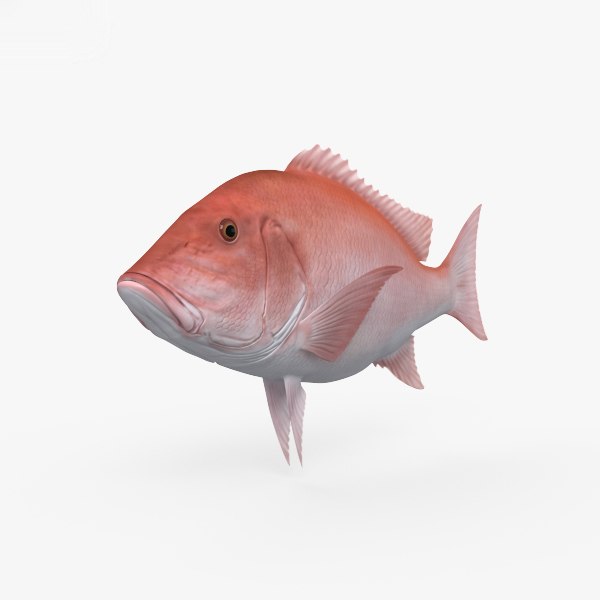 Snapper 3D Models for Download | TurboSquid