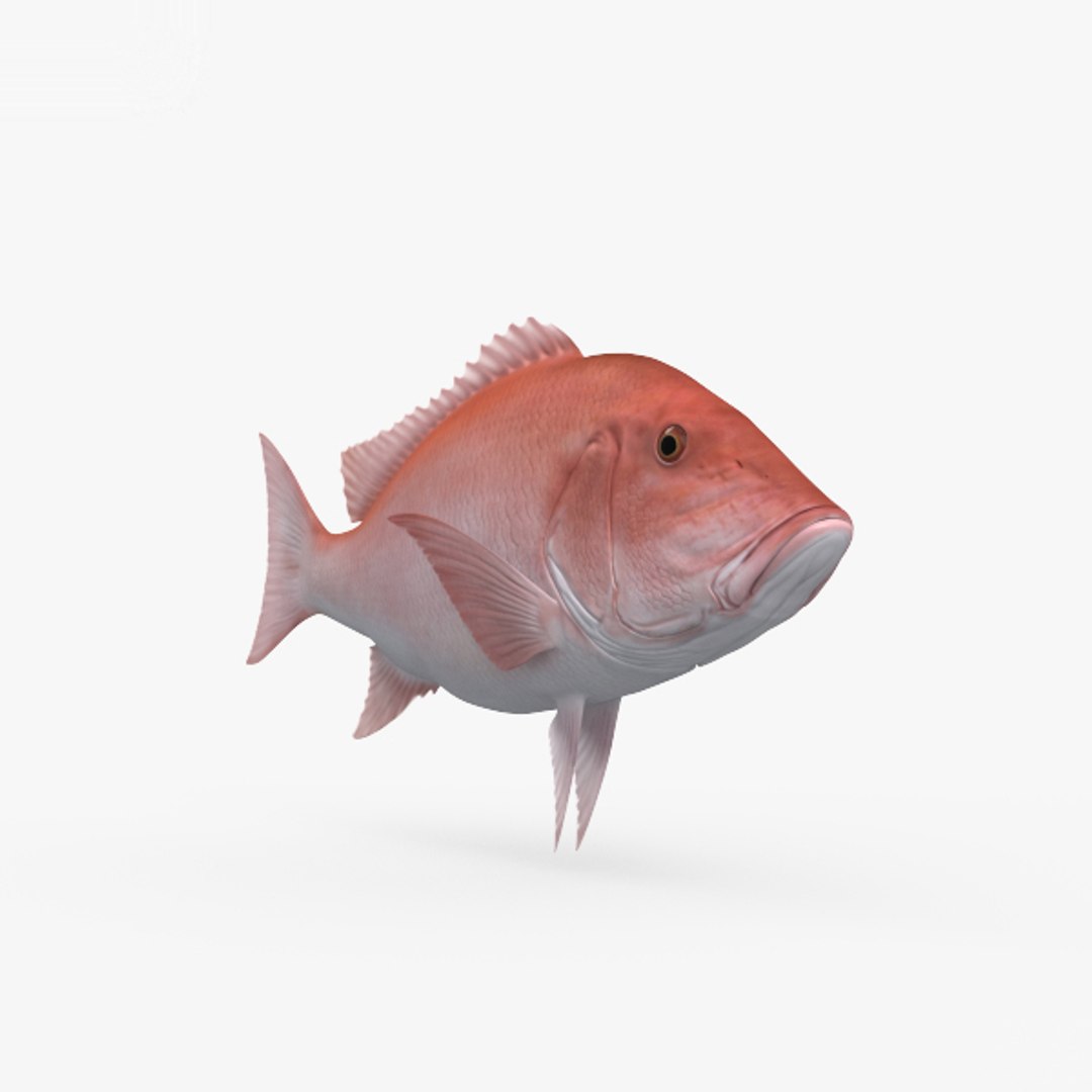 Northern red snapper 3D model - TurboSquid 1526326