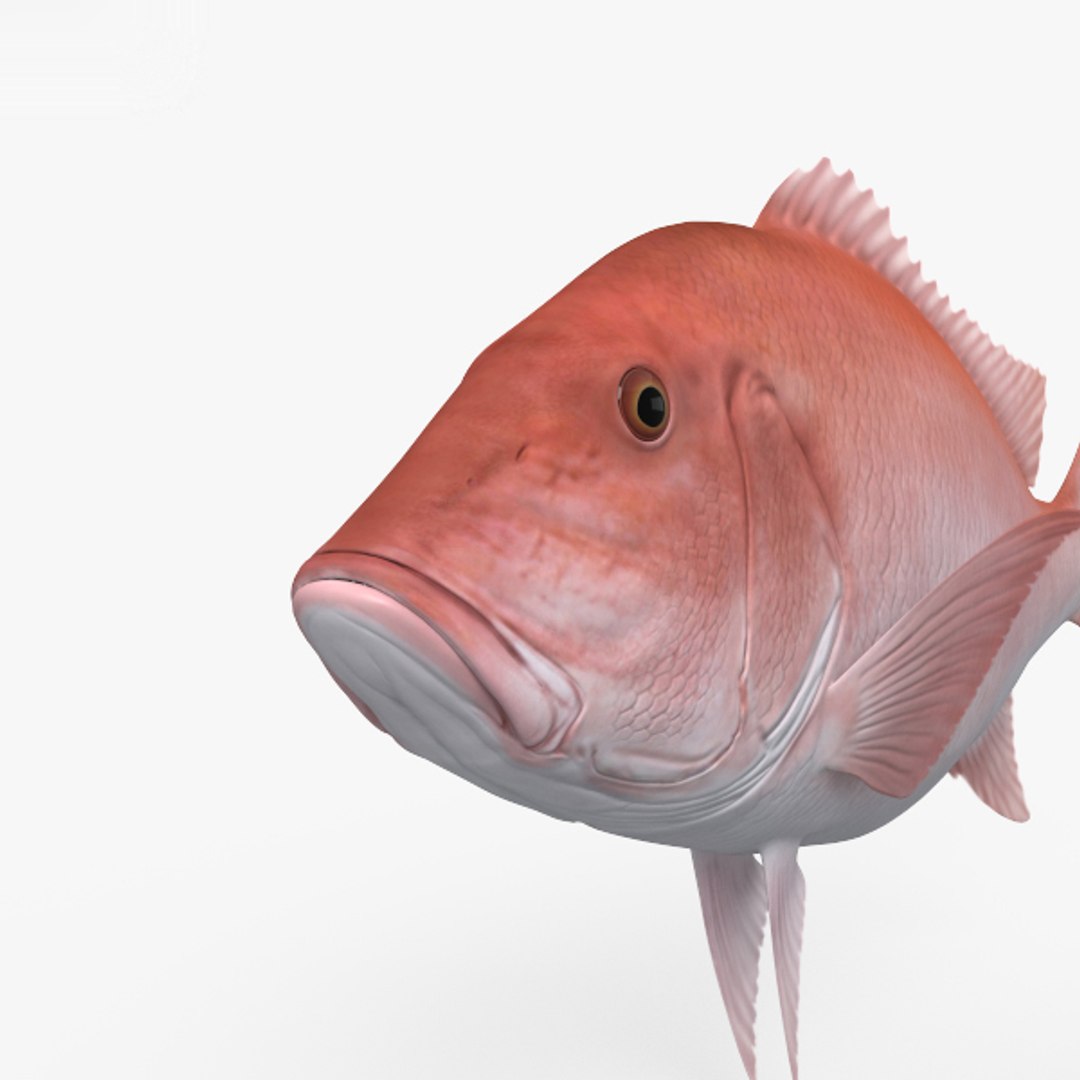 Northern red snapper 3D model - TurboSquid 1526326