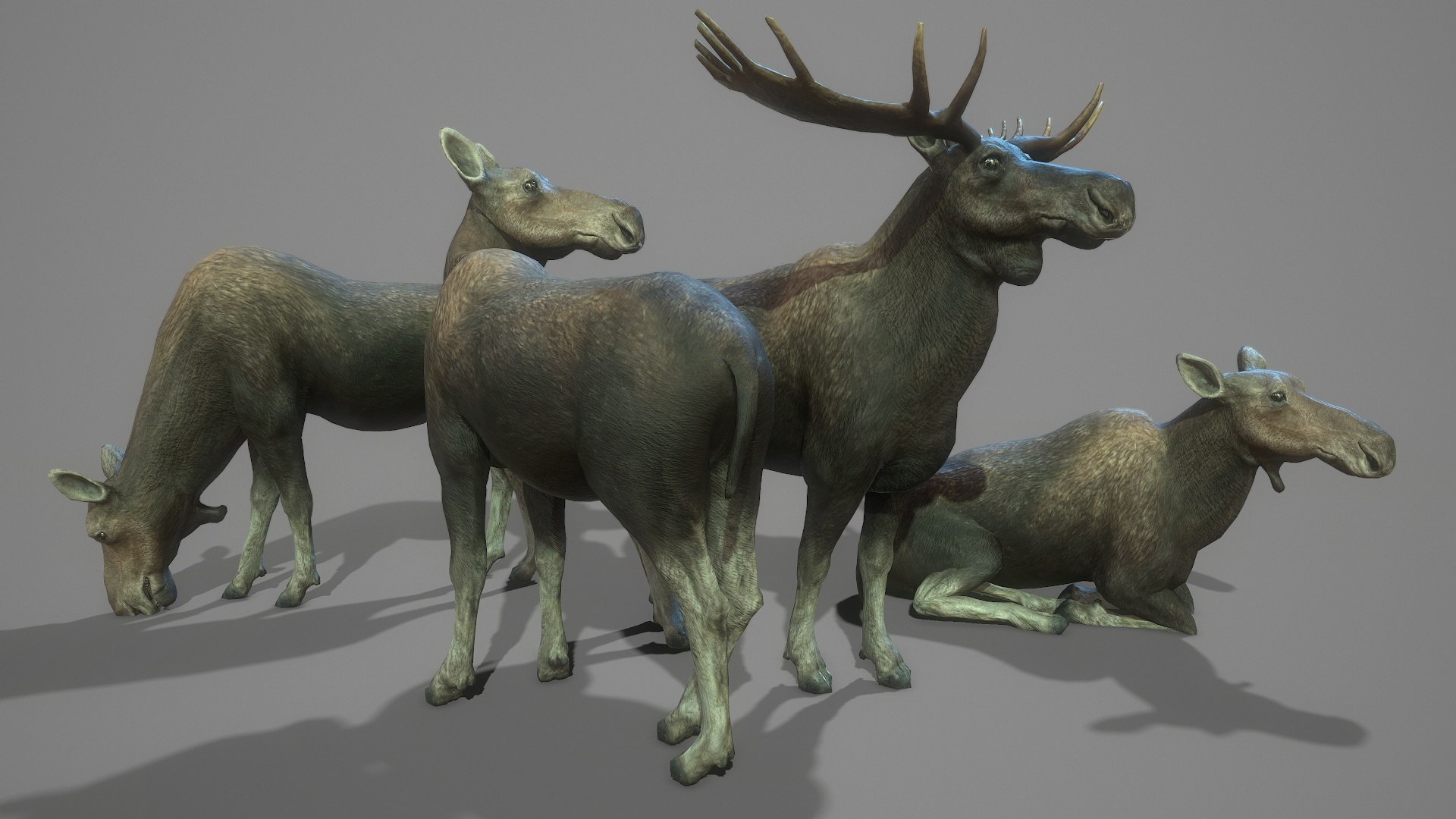 3D Moose - TurboSquid 1883100